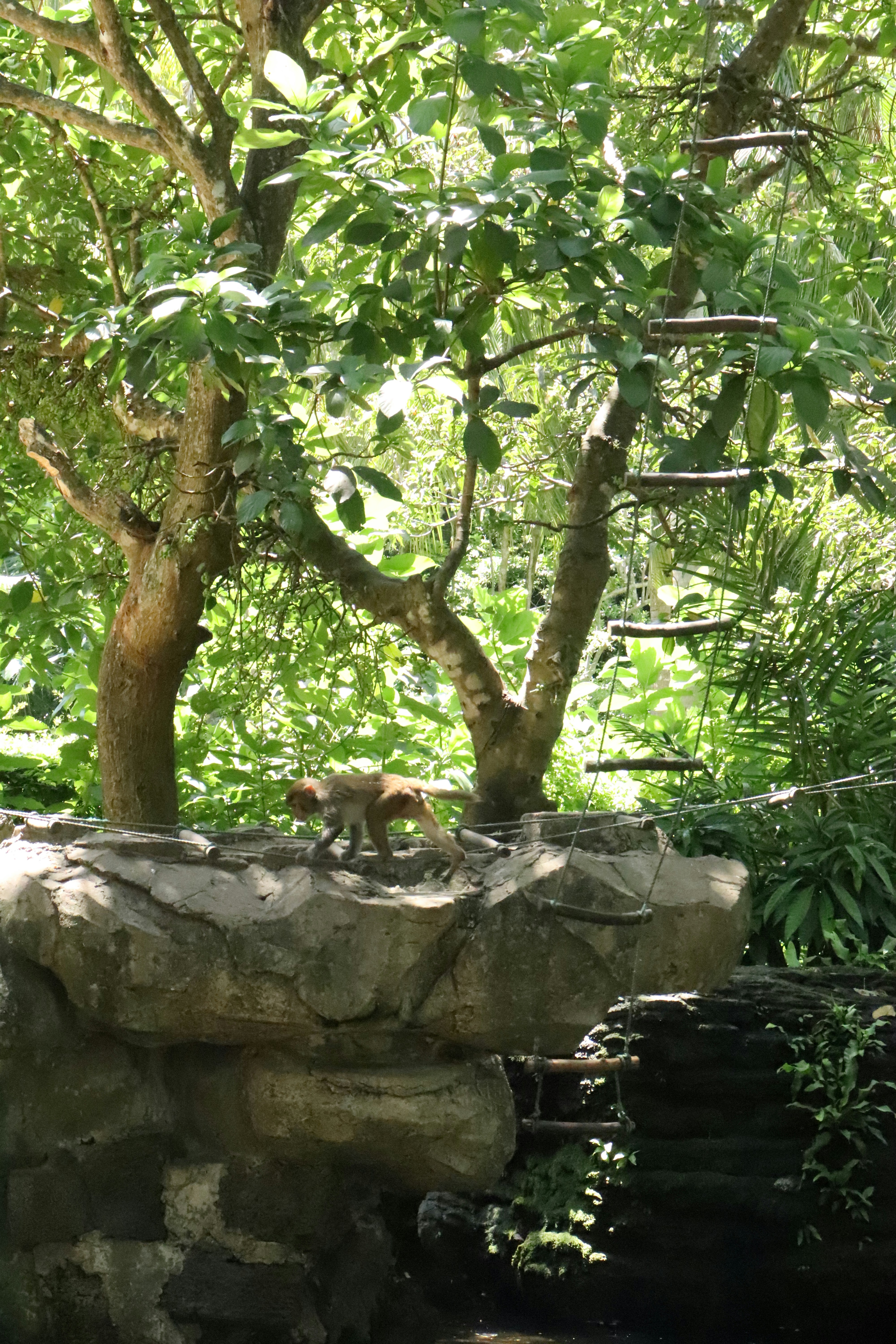 Monkeys on a Sunlit Rock Ledge Amid Jungle Greenery
