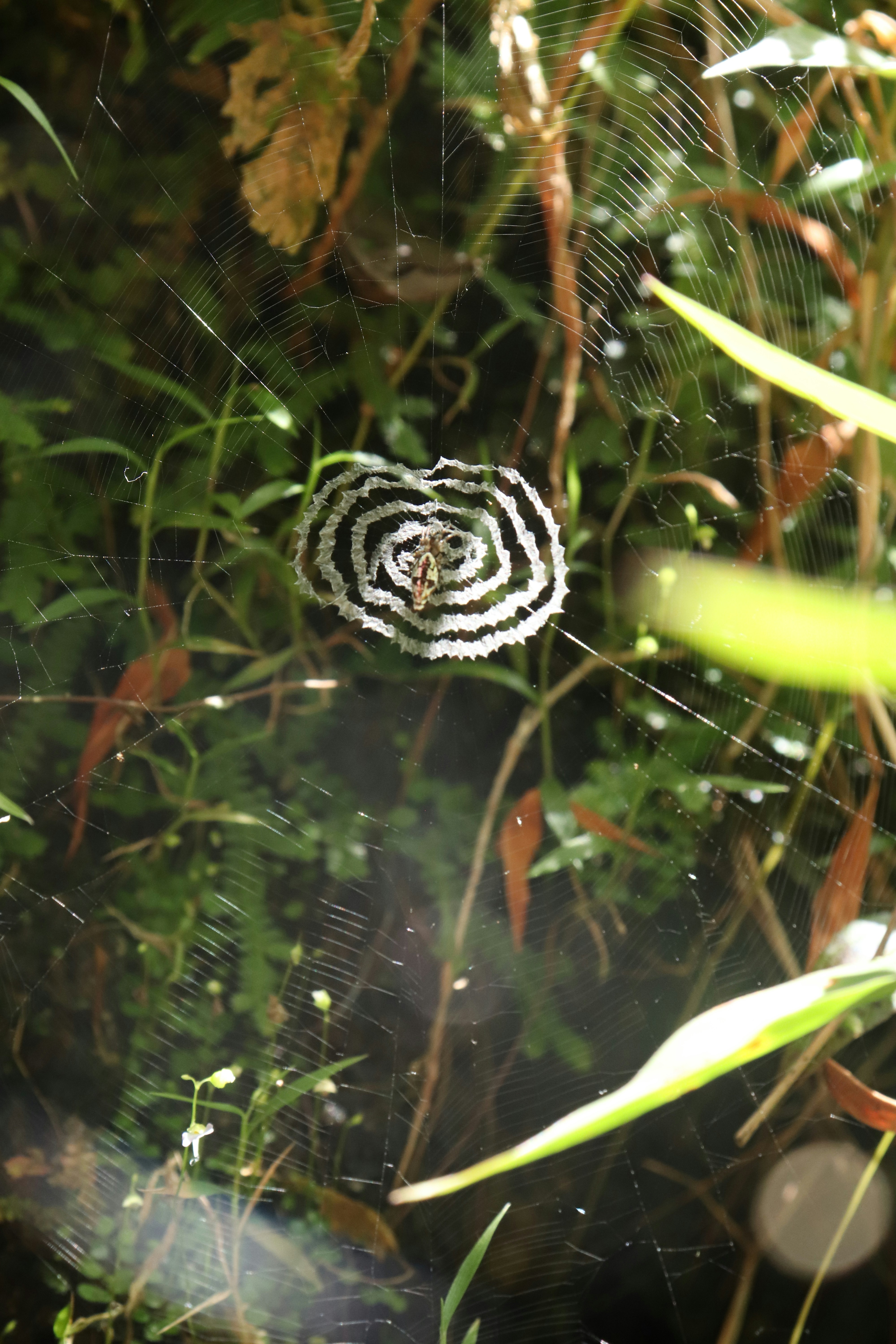 Center Stage: Zebra-striped Orb-Weaver at the Heart of a Rimmed Web