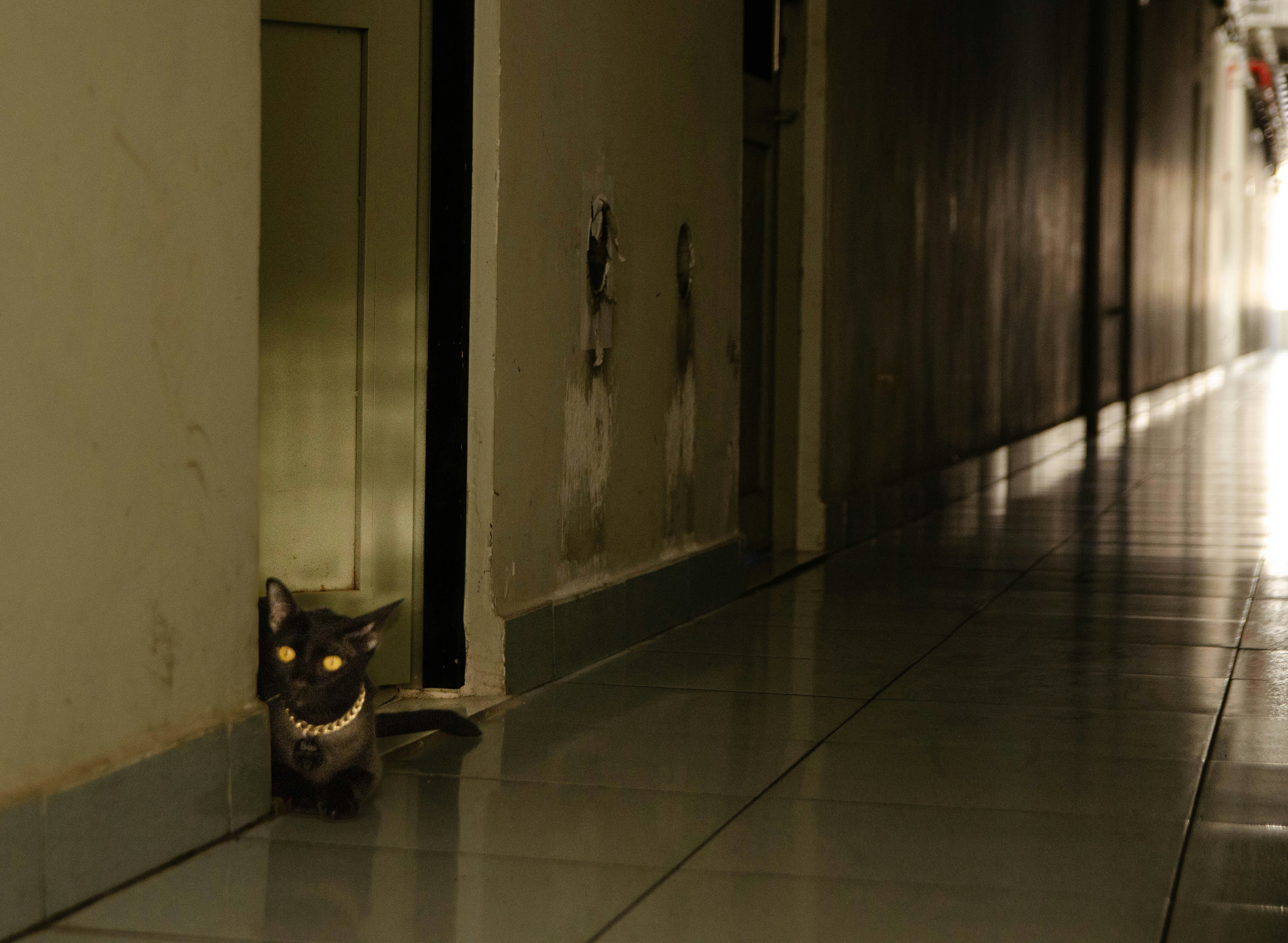 Glow-Eyed Cat at the Corridor's Quiet Threshold