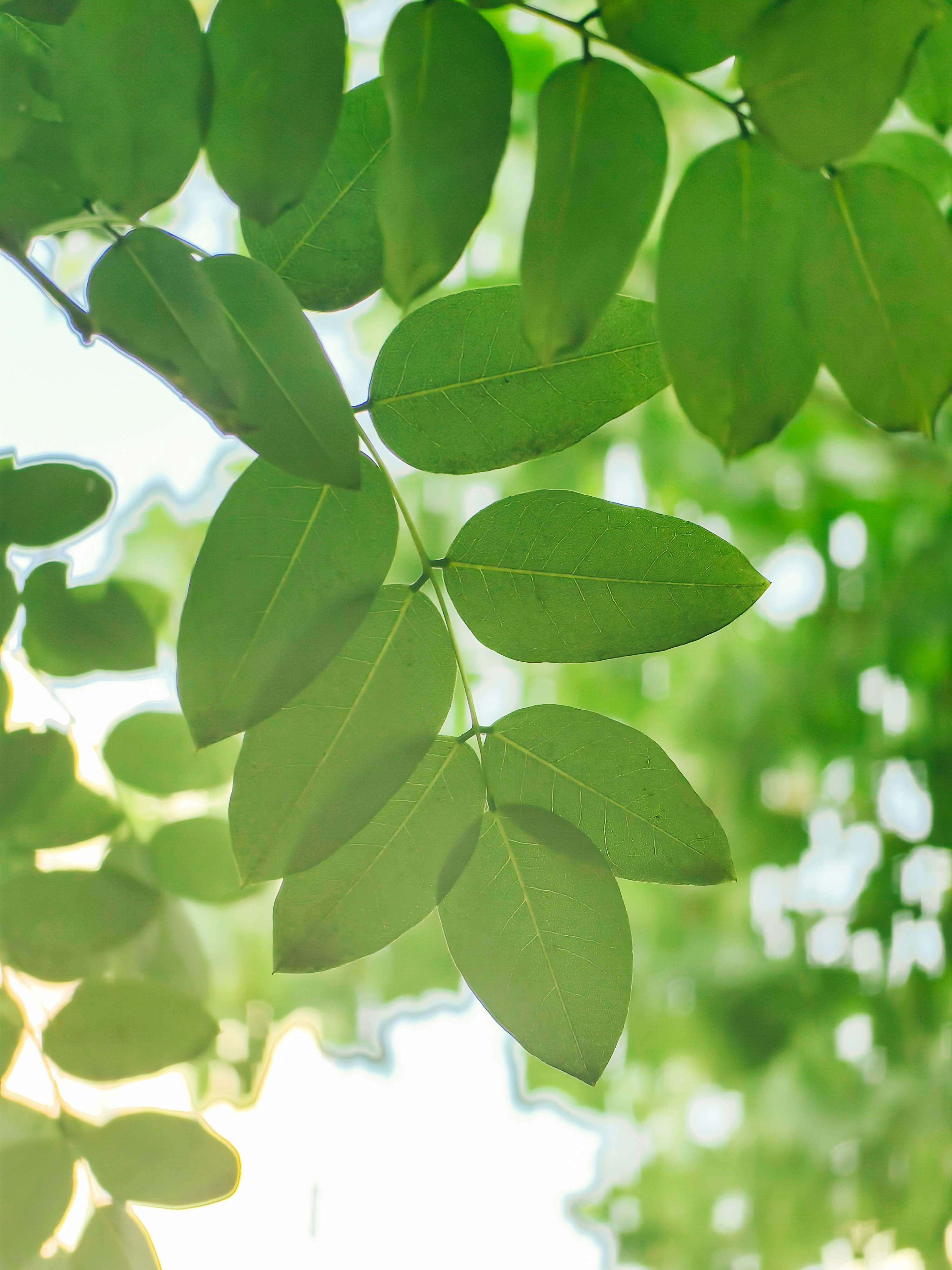 Close-up photograph of vibrant green leaves along a thin stem, backlit by sunlight. A soft bokeh background emphasizes the leafy details.