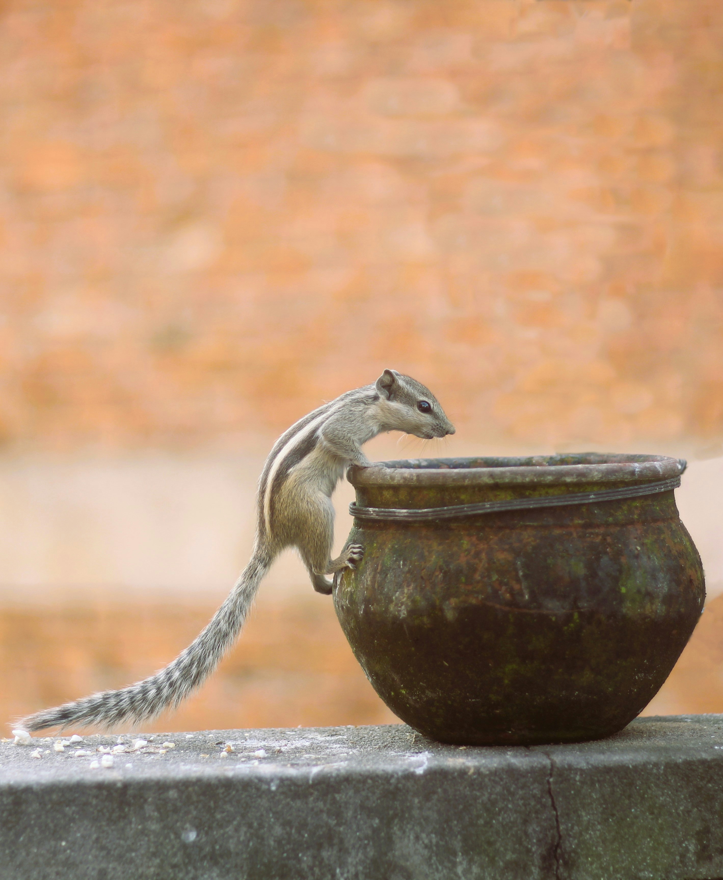 Tail-Driven Equilibrium: Squirrel Balances a Weathered Pot Against Brick