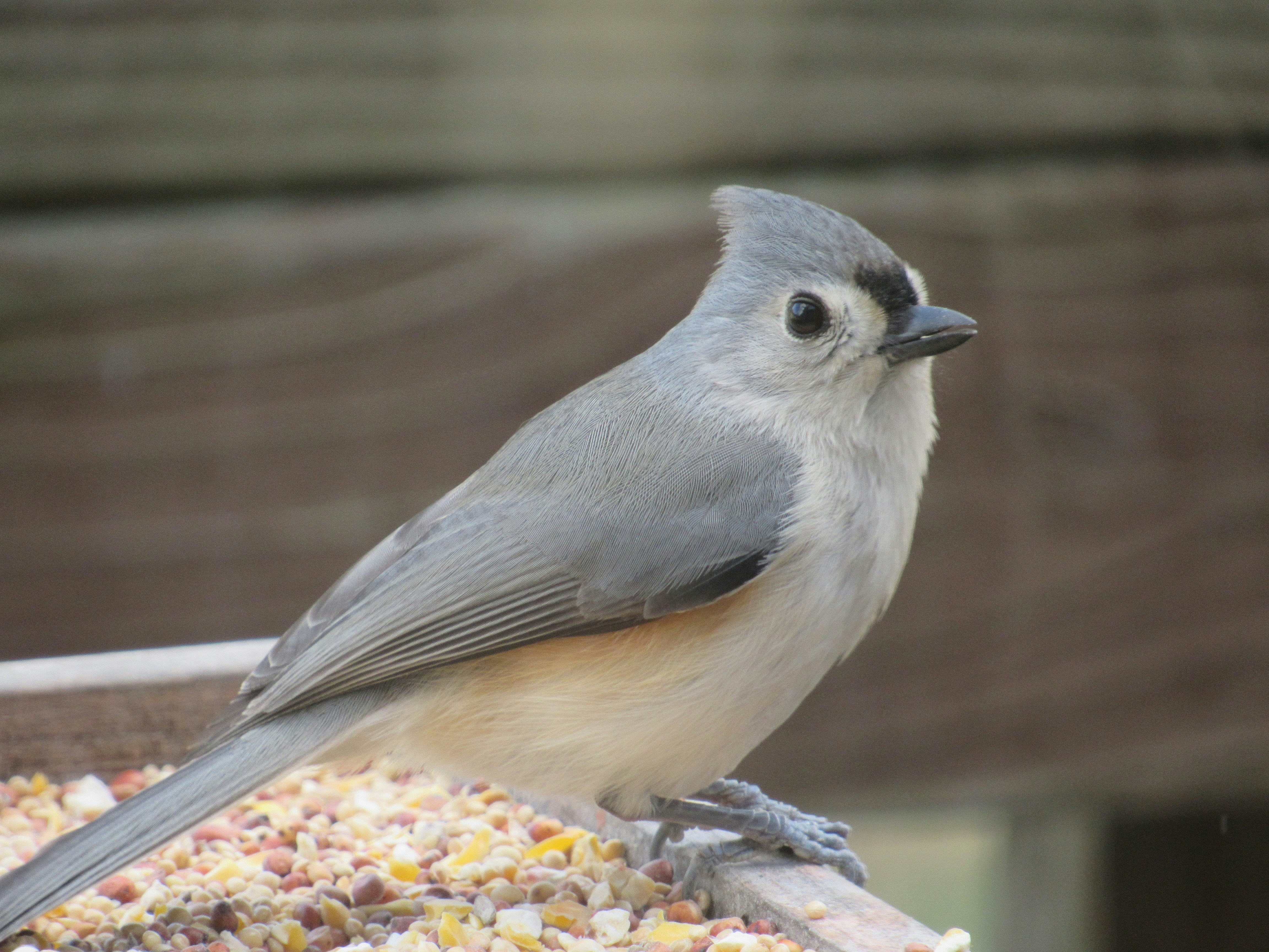 a bird sitting on top of a bird feeder