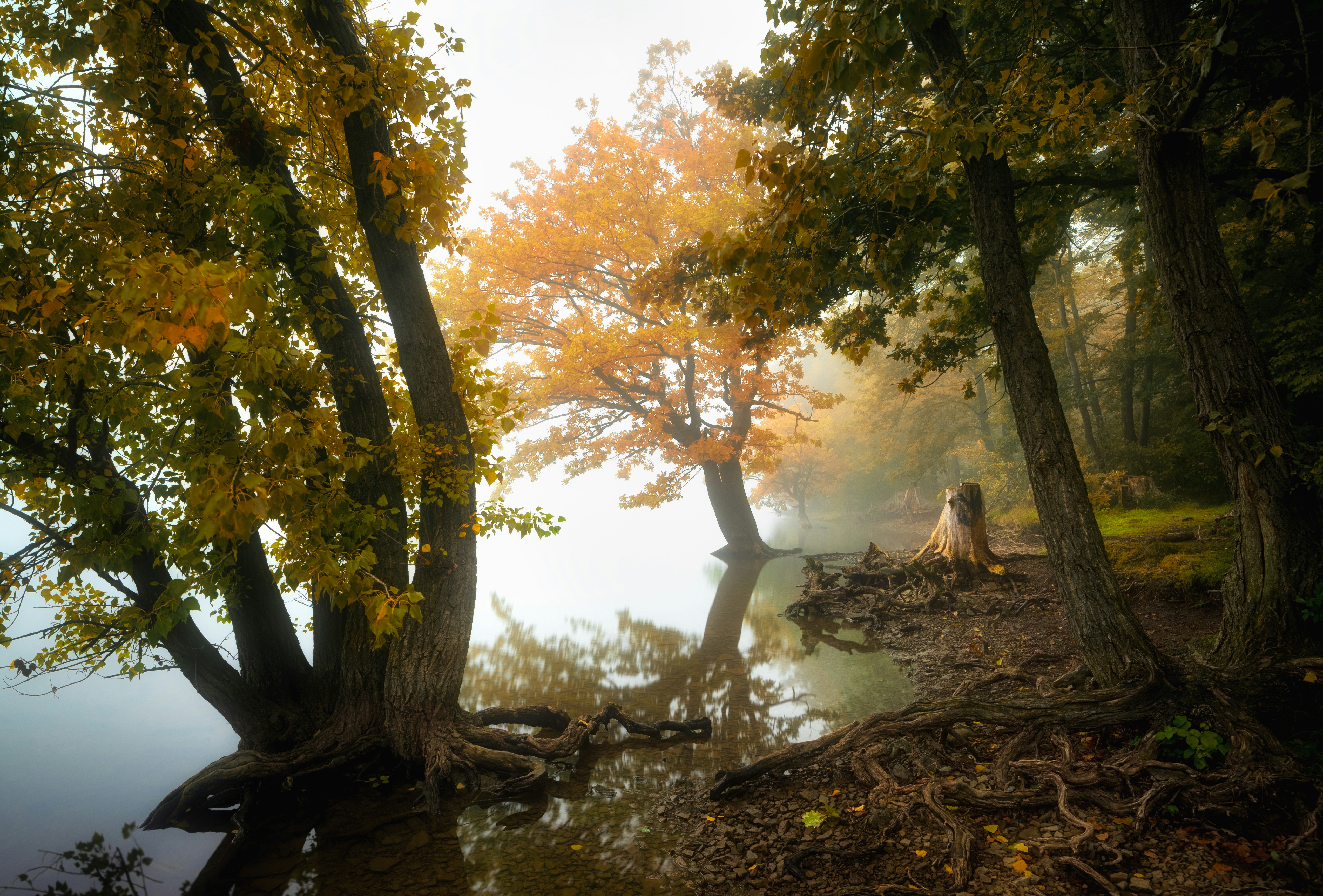Golden autumn leaves reflect in a tranquil lake surrounded by foggy trees. A weathered stump adds to the serene landscape.