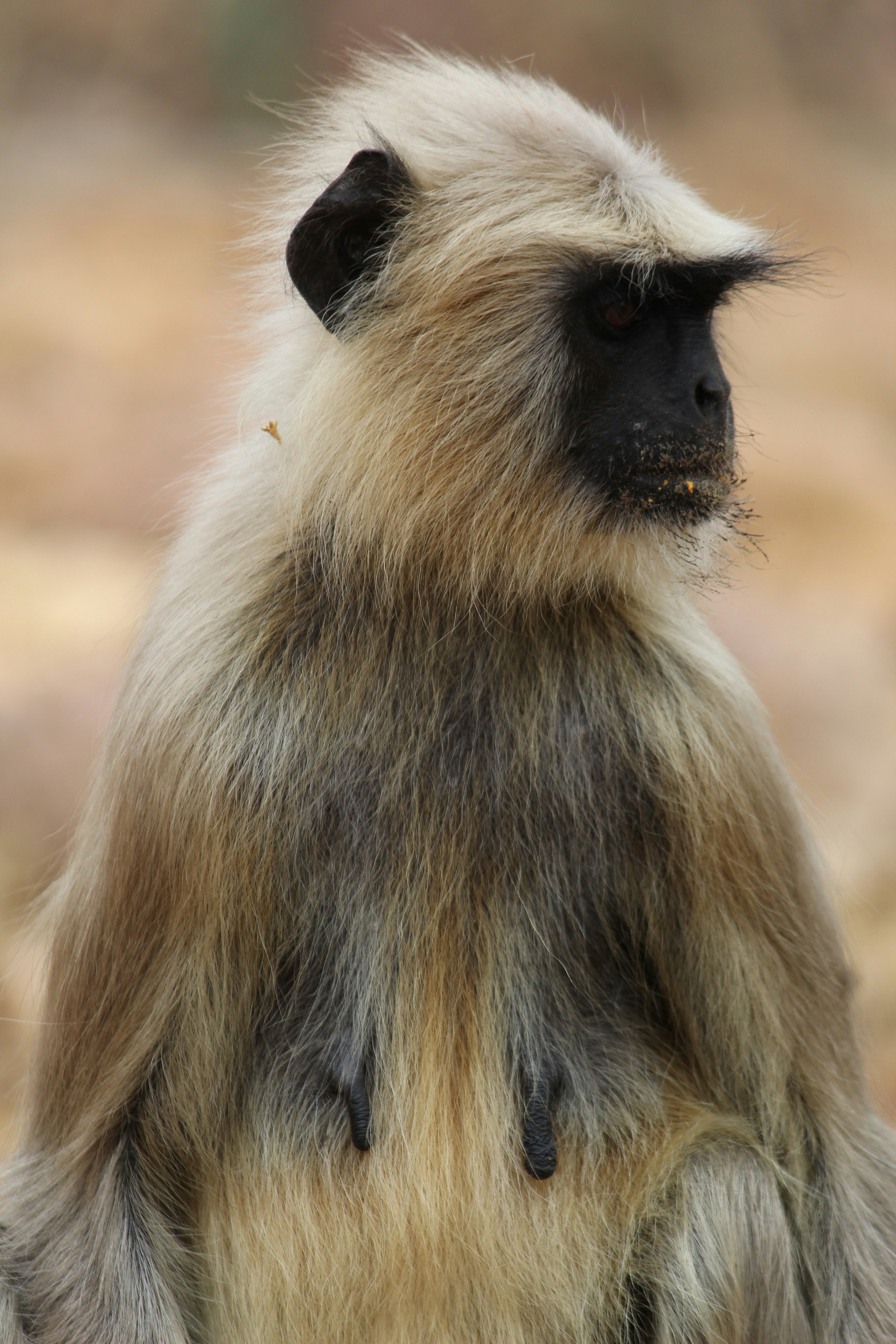 A close up of a monkey with a blurry background photo – Free Monkey ...