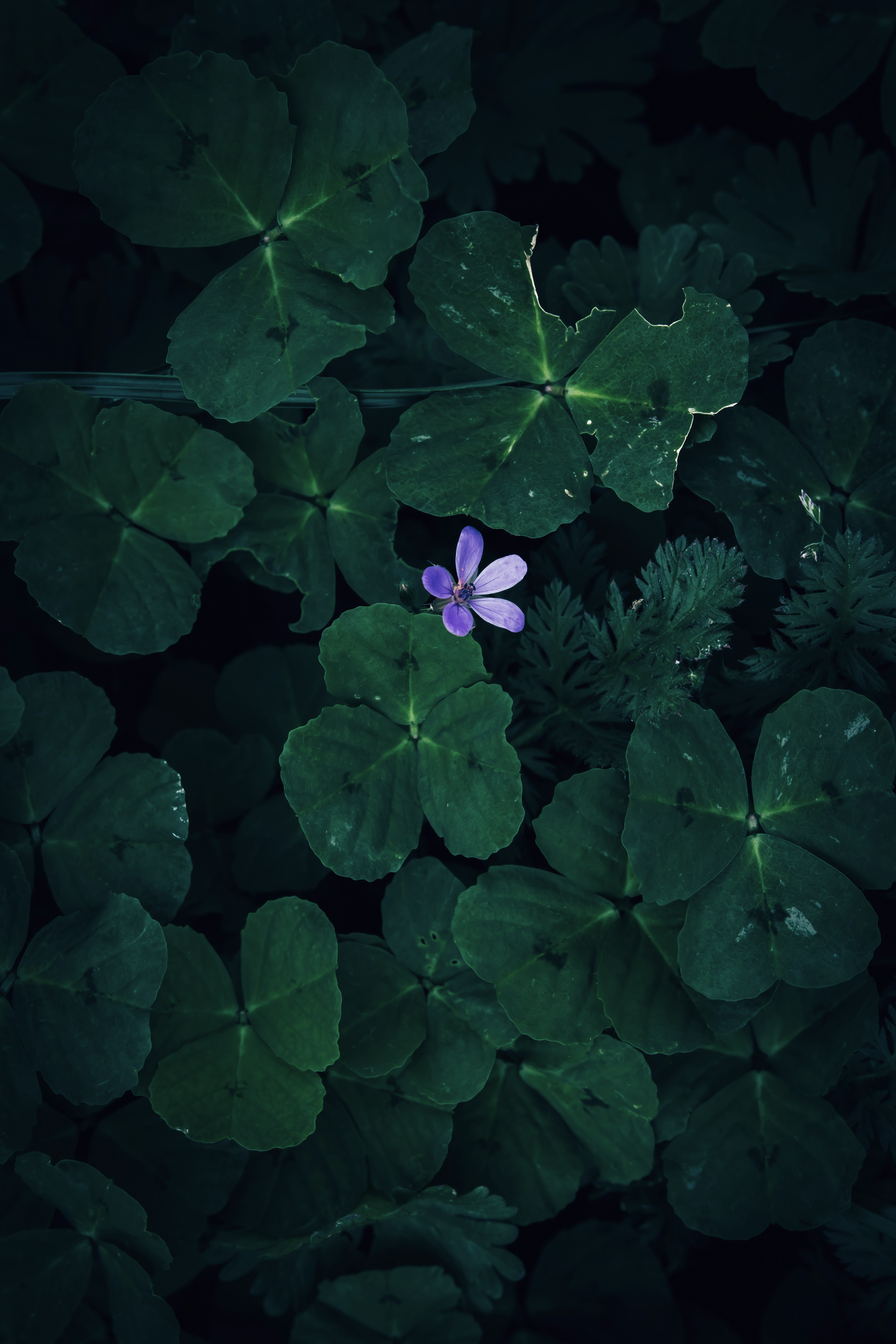 Single Violet Bloom Amid Midnight Clover