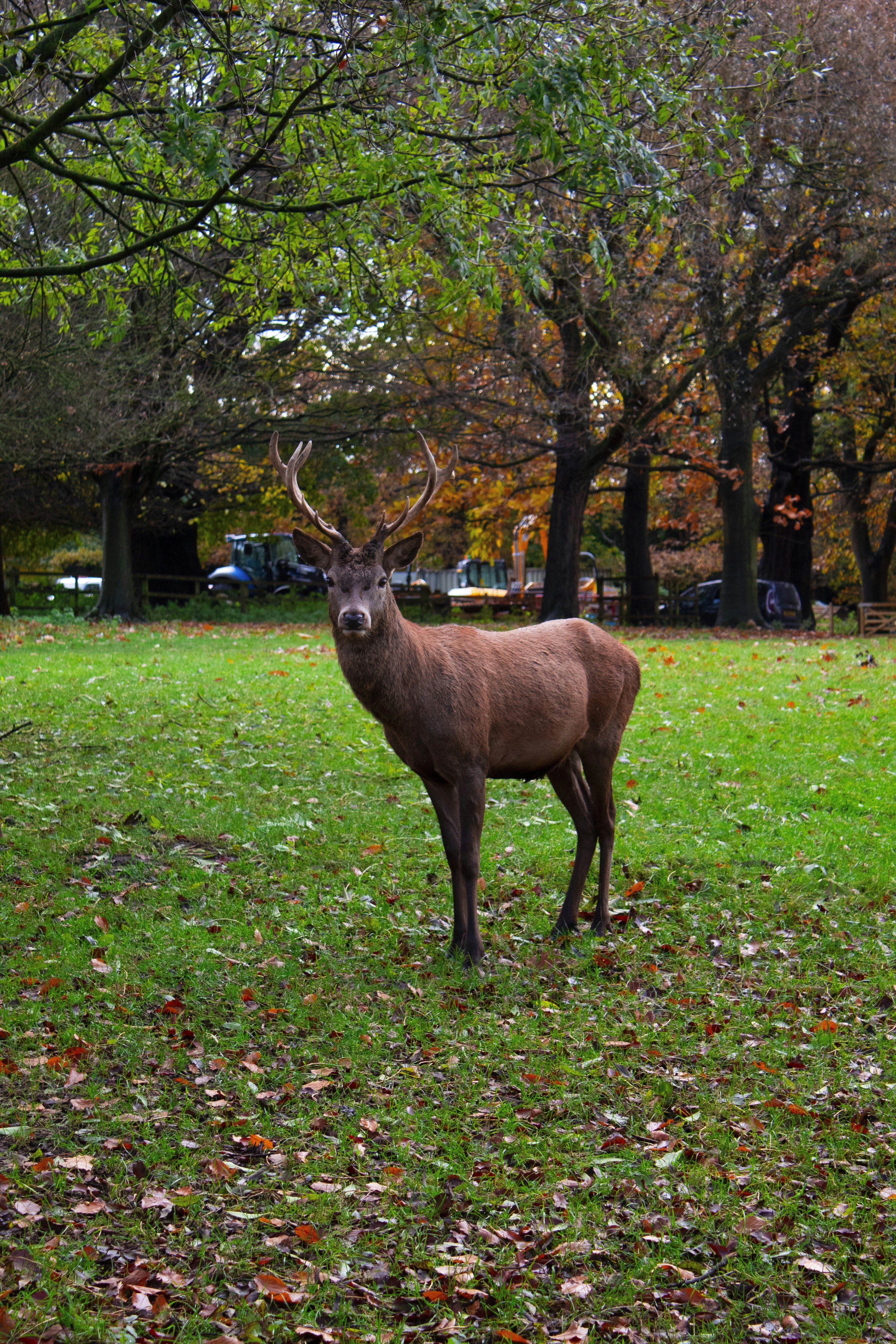 Autumn Stag in a Park: Stillness Among Turning Leaves