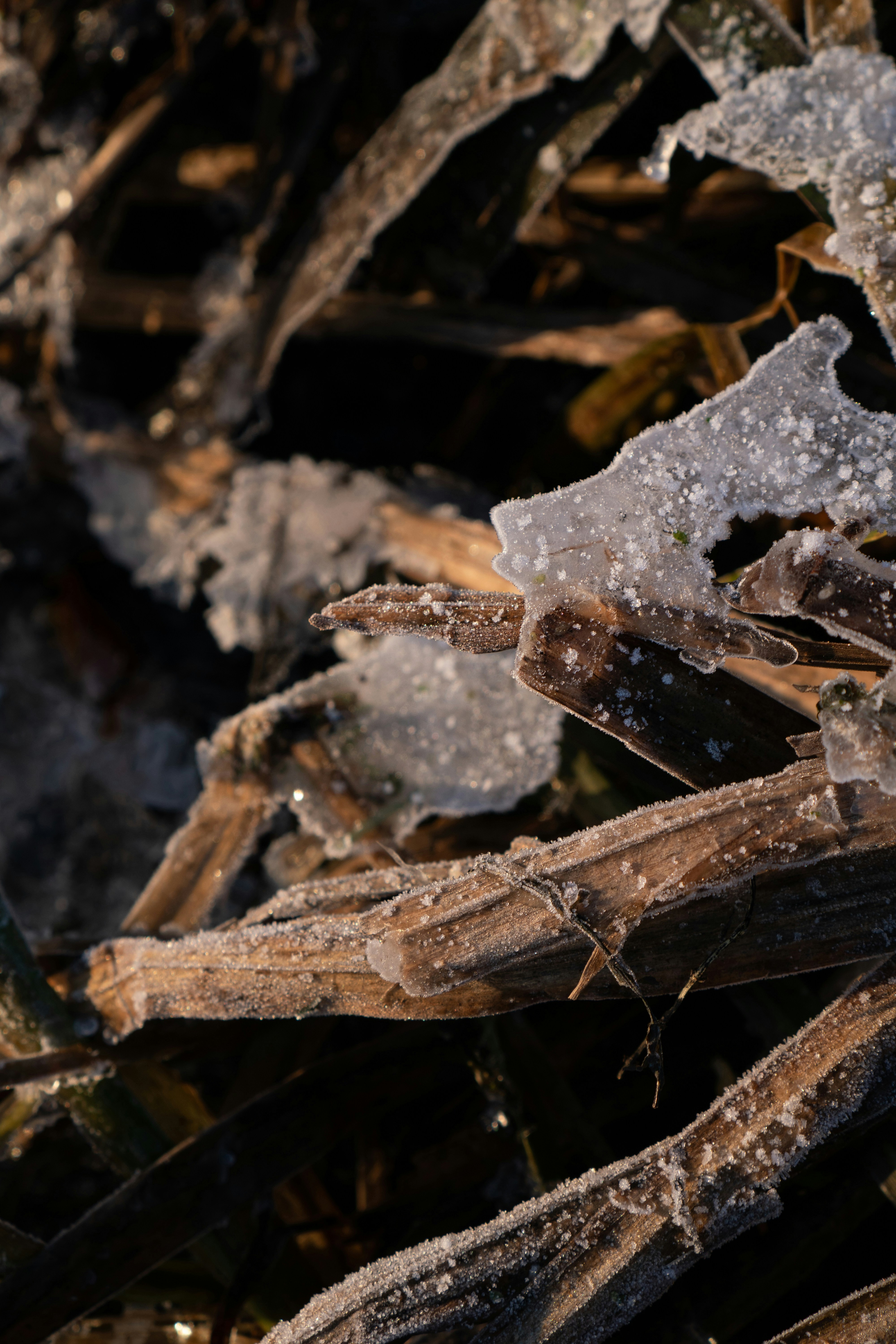 Frosted Debris: Close-Up of Ice-Crystal Fragments on Weathered Wood