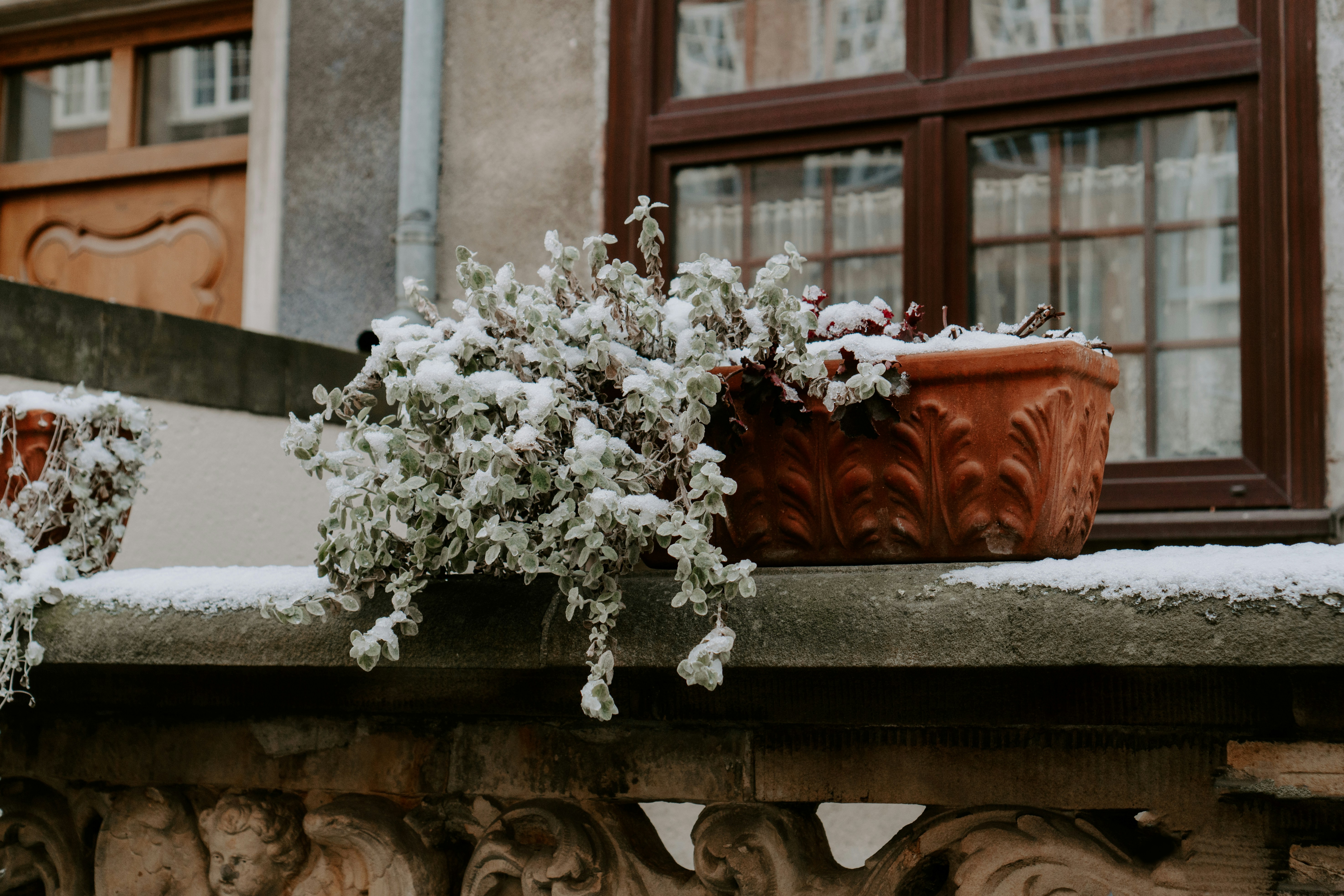 A potted plant sitting on a ledge covered in snow photo – Free Gdańsk ...