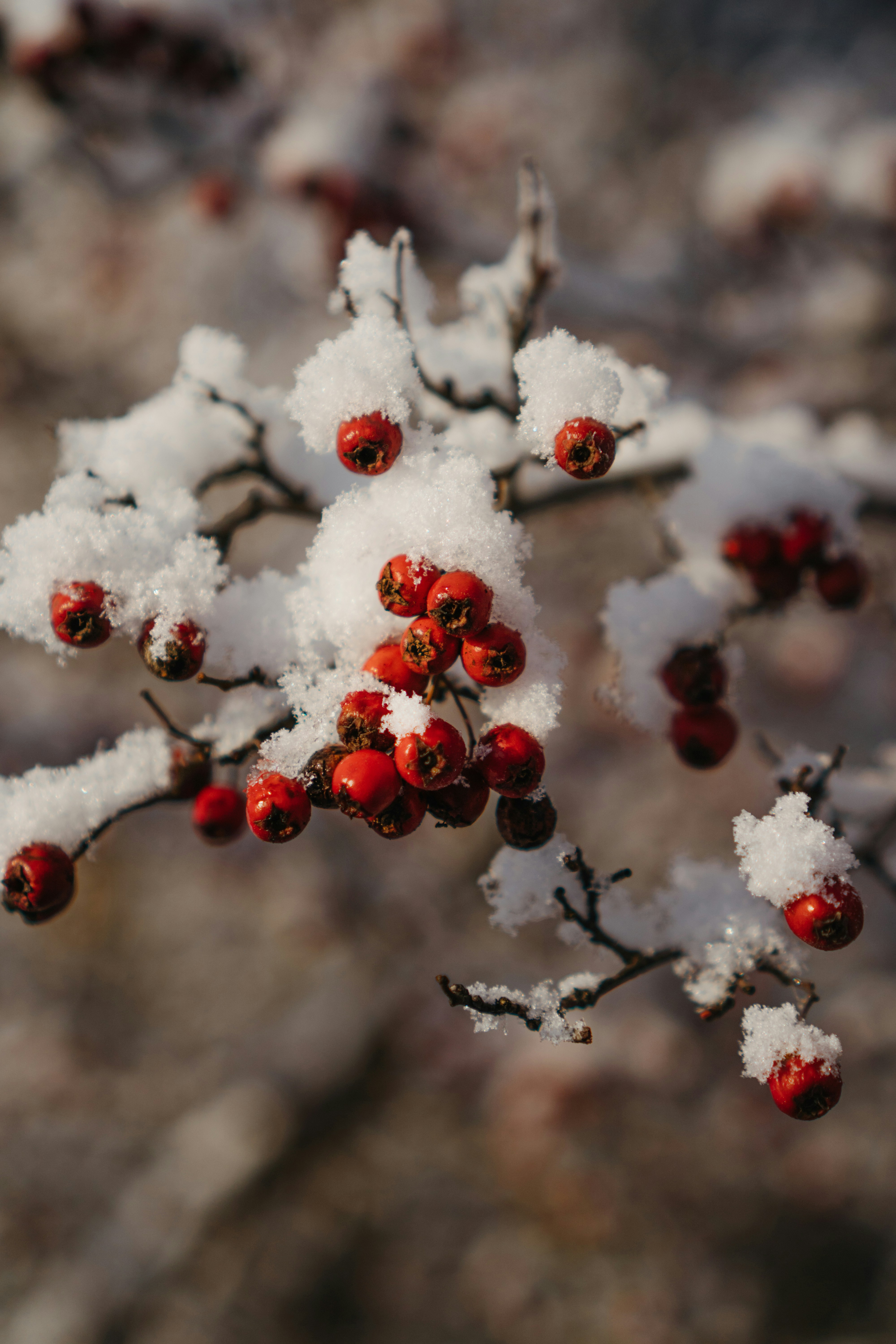 Red Berries Adorn Snow-Capped Branches in Soft Winter Light