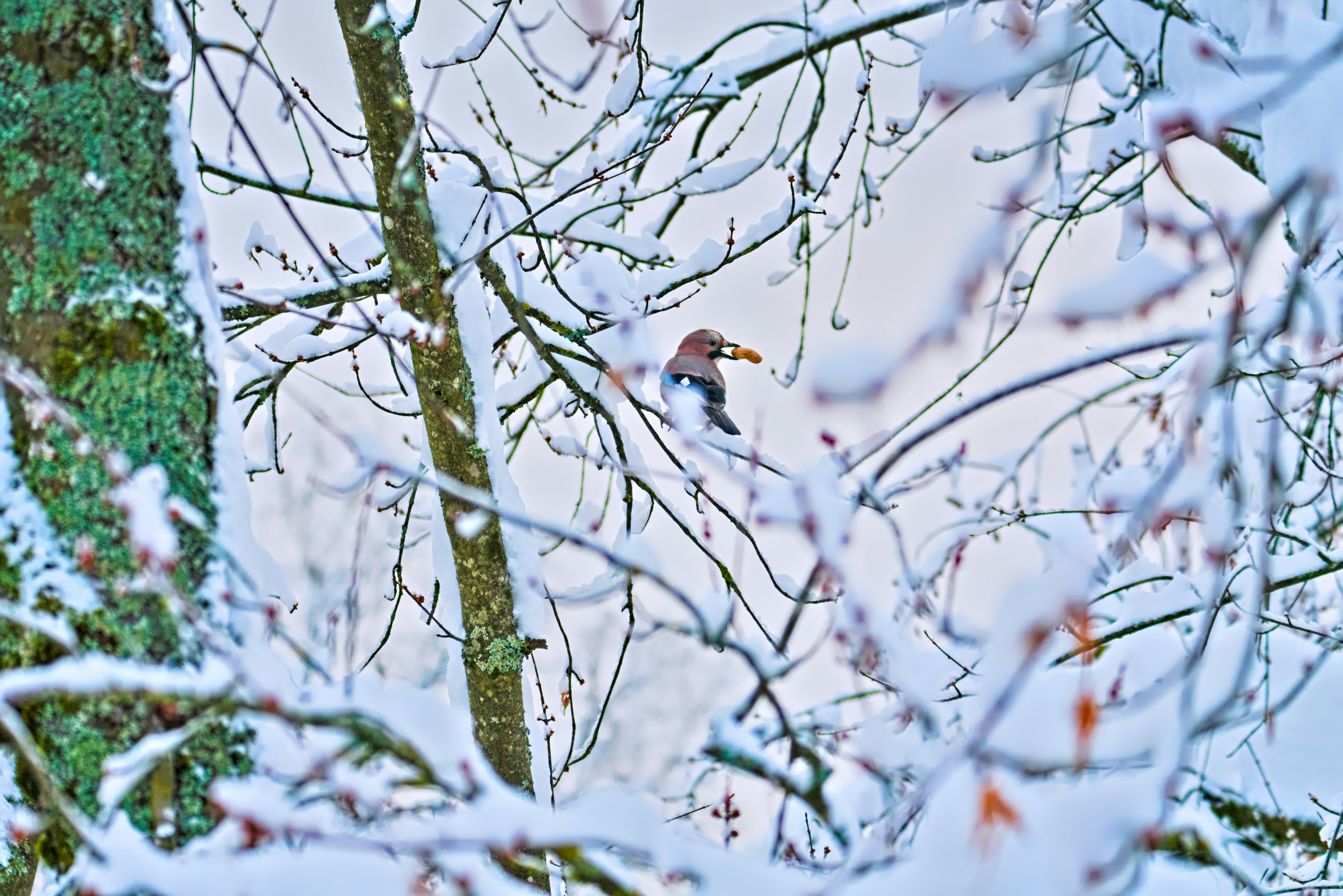 Winter Warden: a lone bird perched among frost-dusted branches