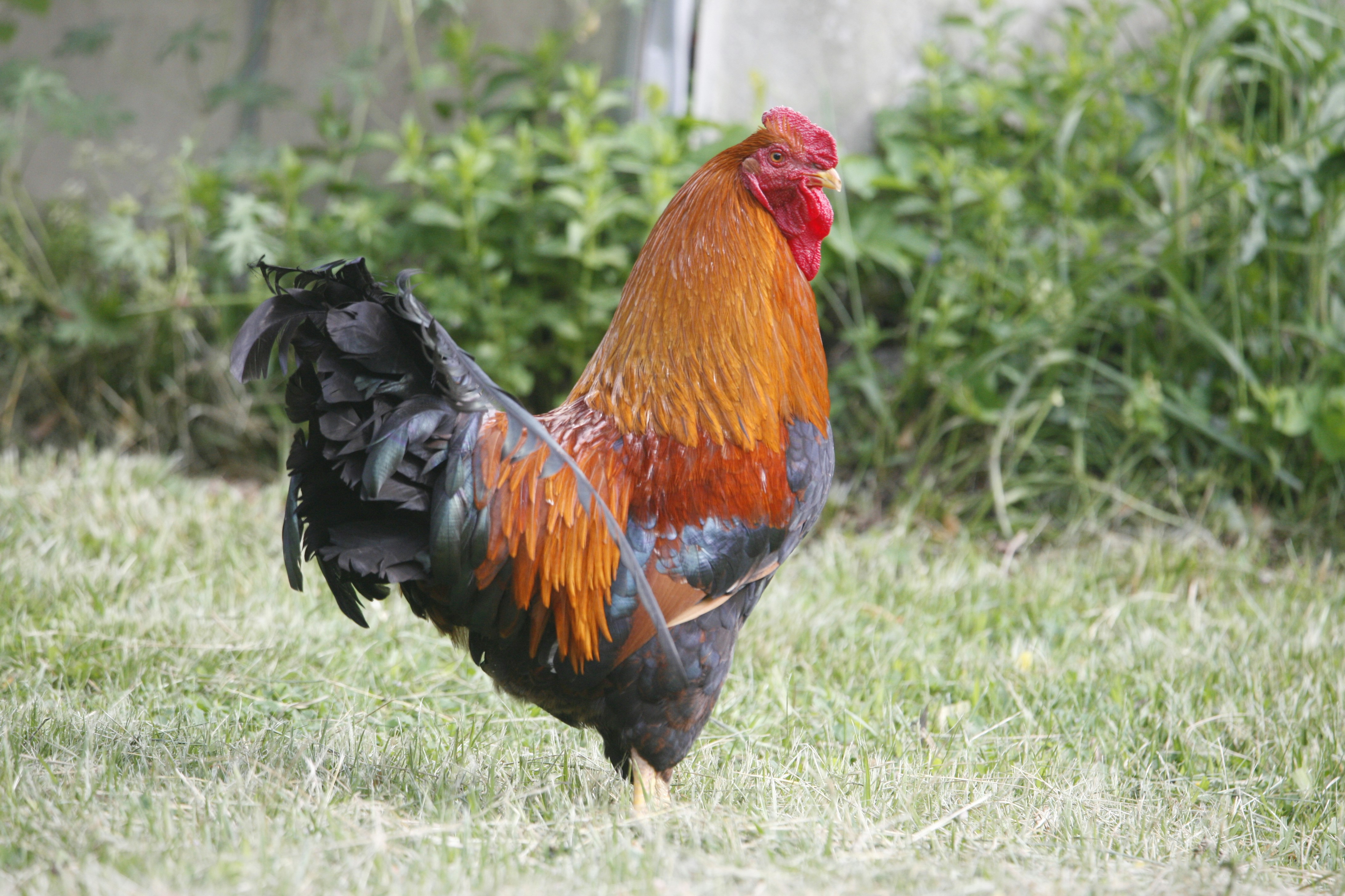Copper-Crowned Rooster Stands Sentinel in a Quiet Yard