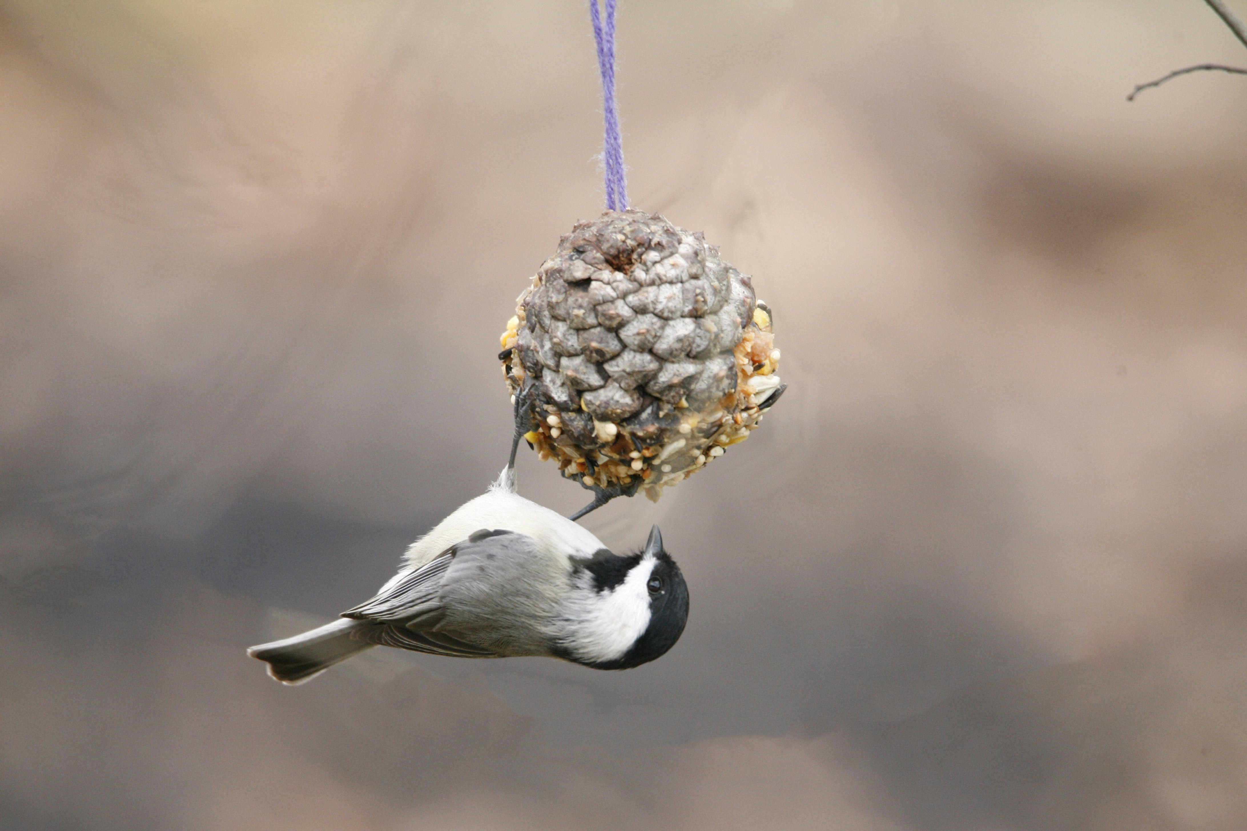 Tiny Thistle Feeder, Big Moment: A Chickadee Dangling by a Purple Cord