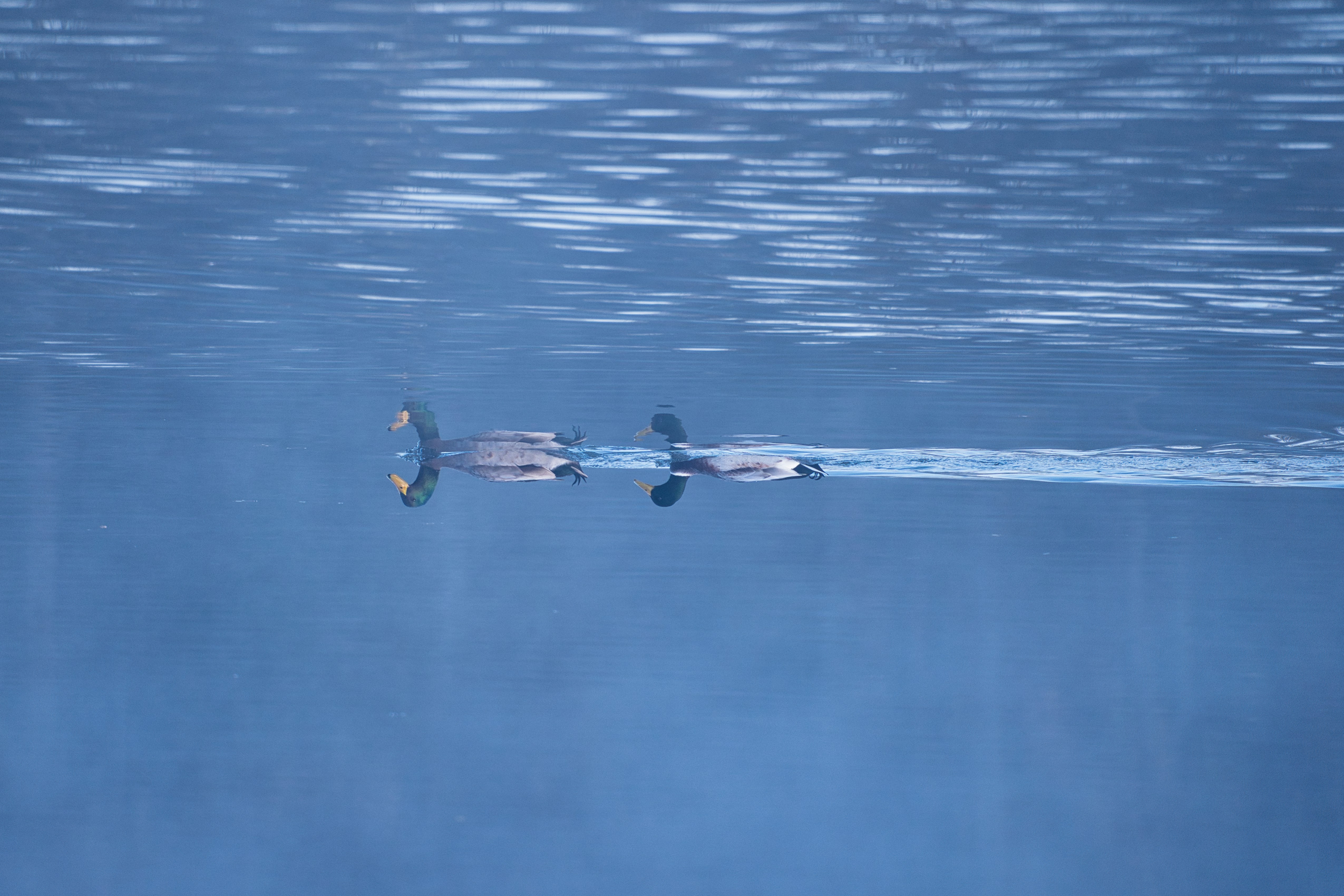 Nude Torpedo Tits Scroller Pictures | Download Free Images on Unsplash