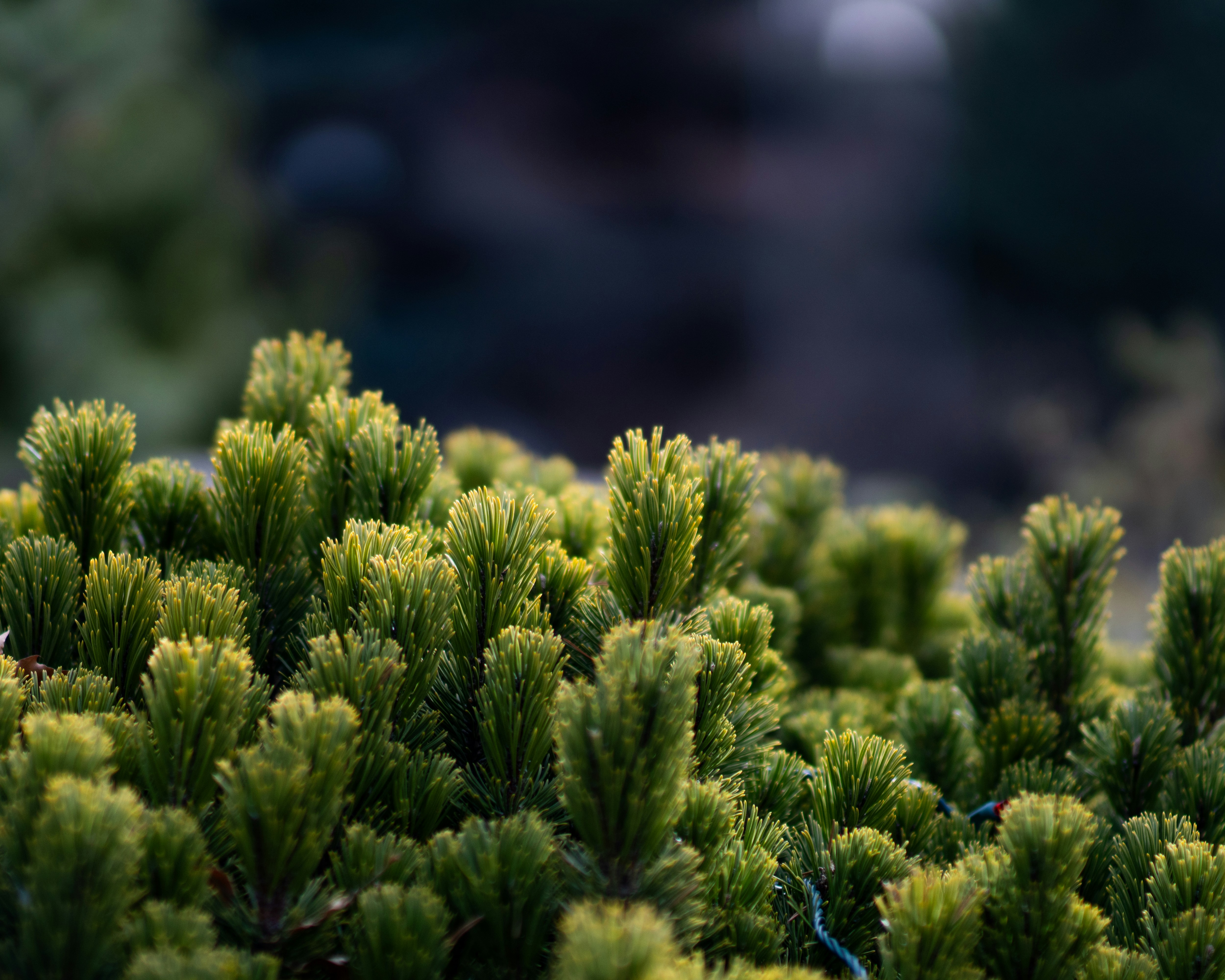 A close up of a bunch of pine trees photo – Free Plant Image on Unsplash