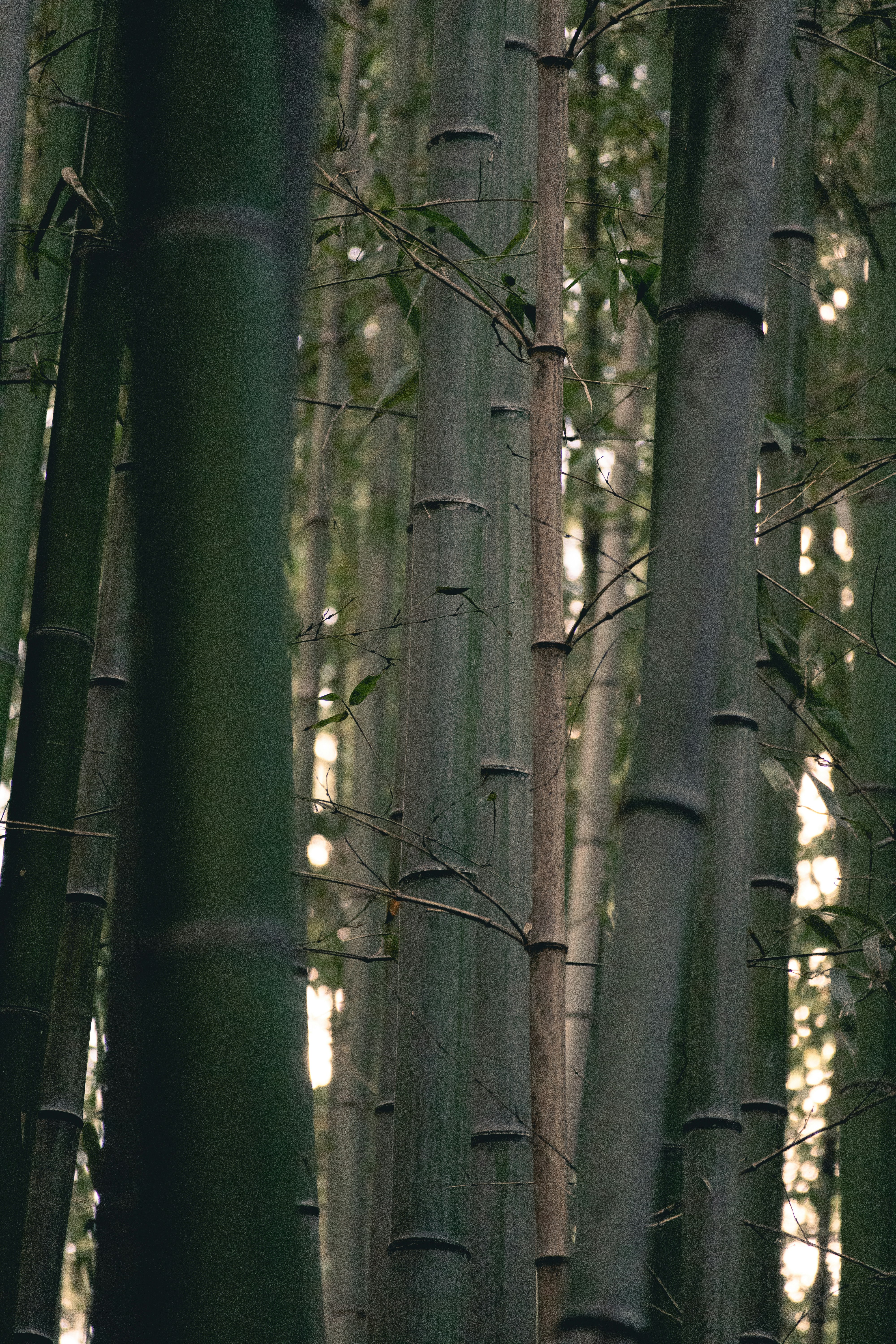 a group of tall bamboo trees in a forest