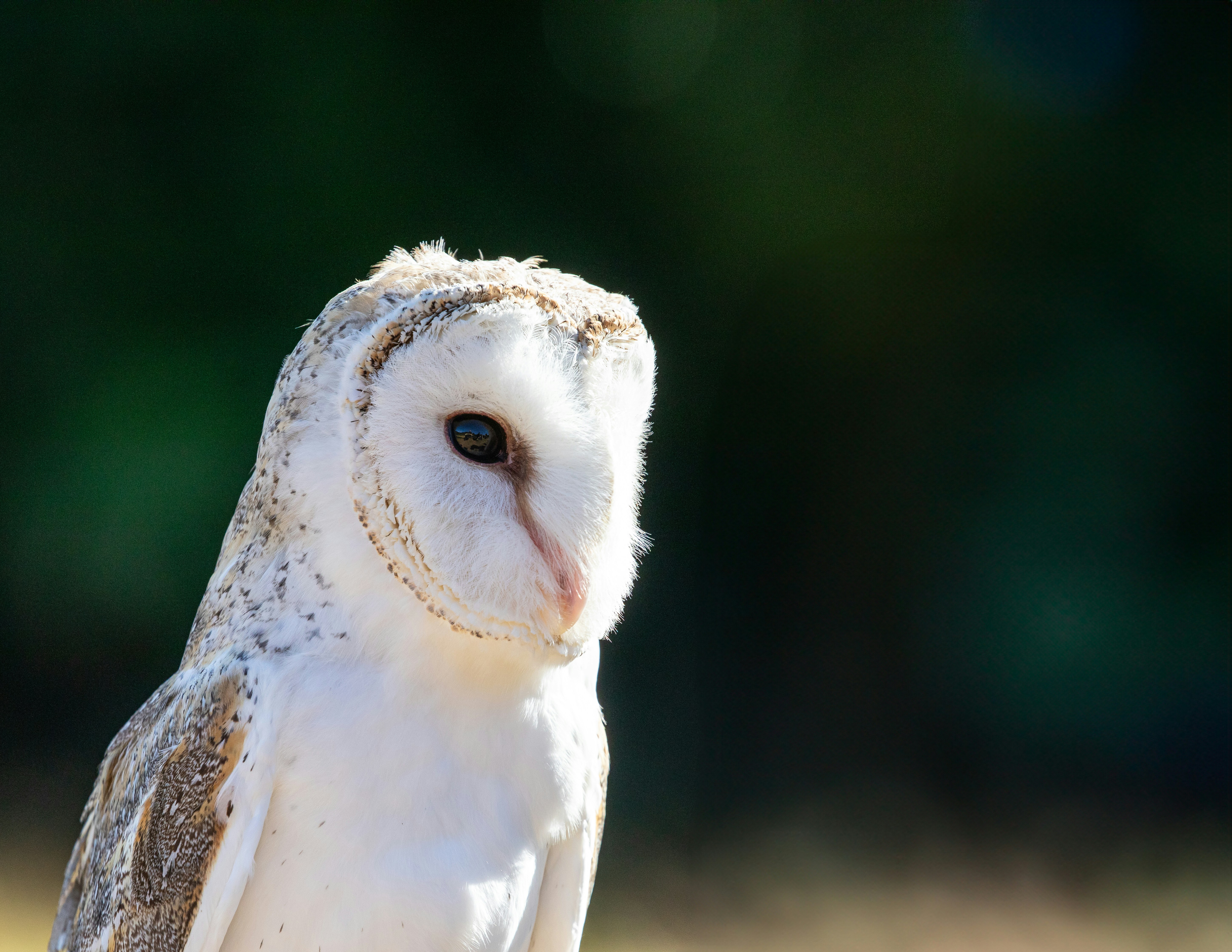 A close up of an owl with a blurry background photo – Free Animal Image ...