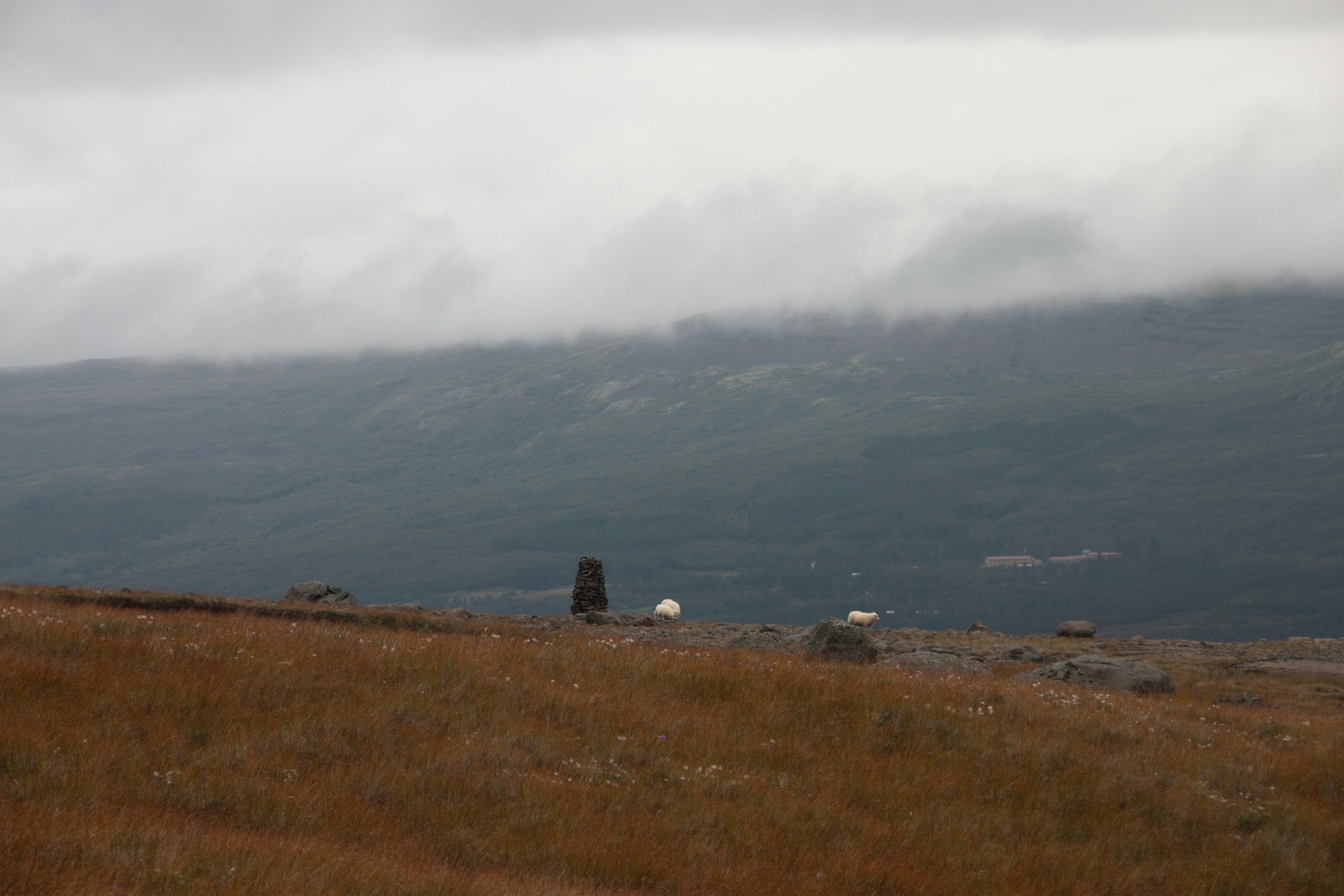 Rock Sentinel on a Wind-Swept Highland Moor