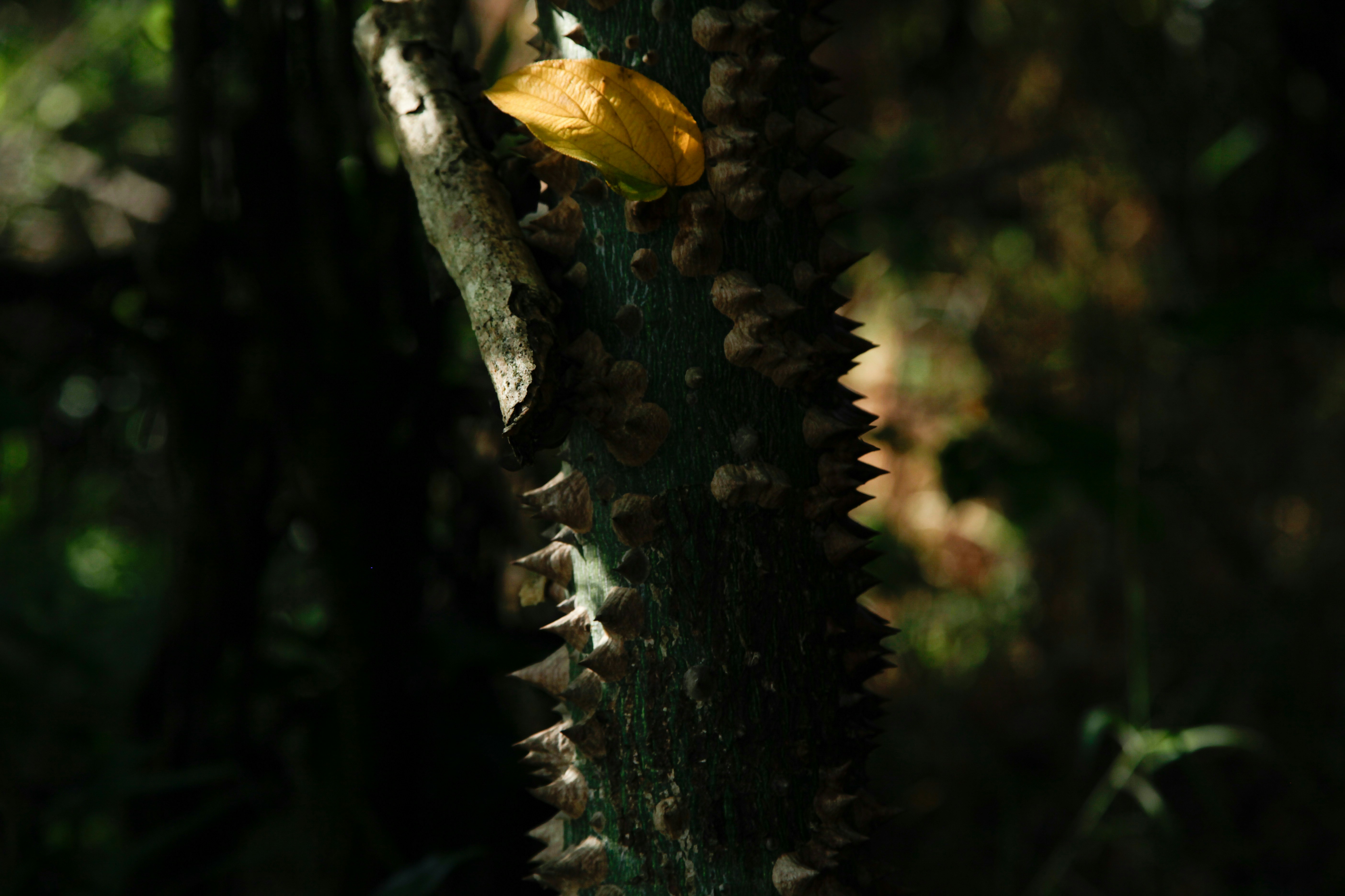 Cactus with prominent thorns illuminated by dappled sunlight in a dense forest.