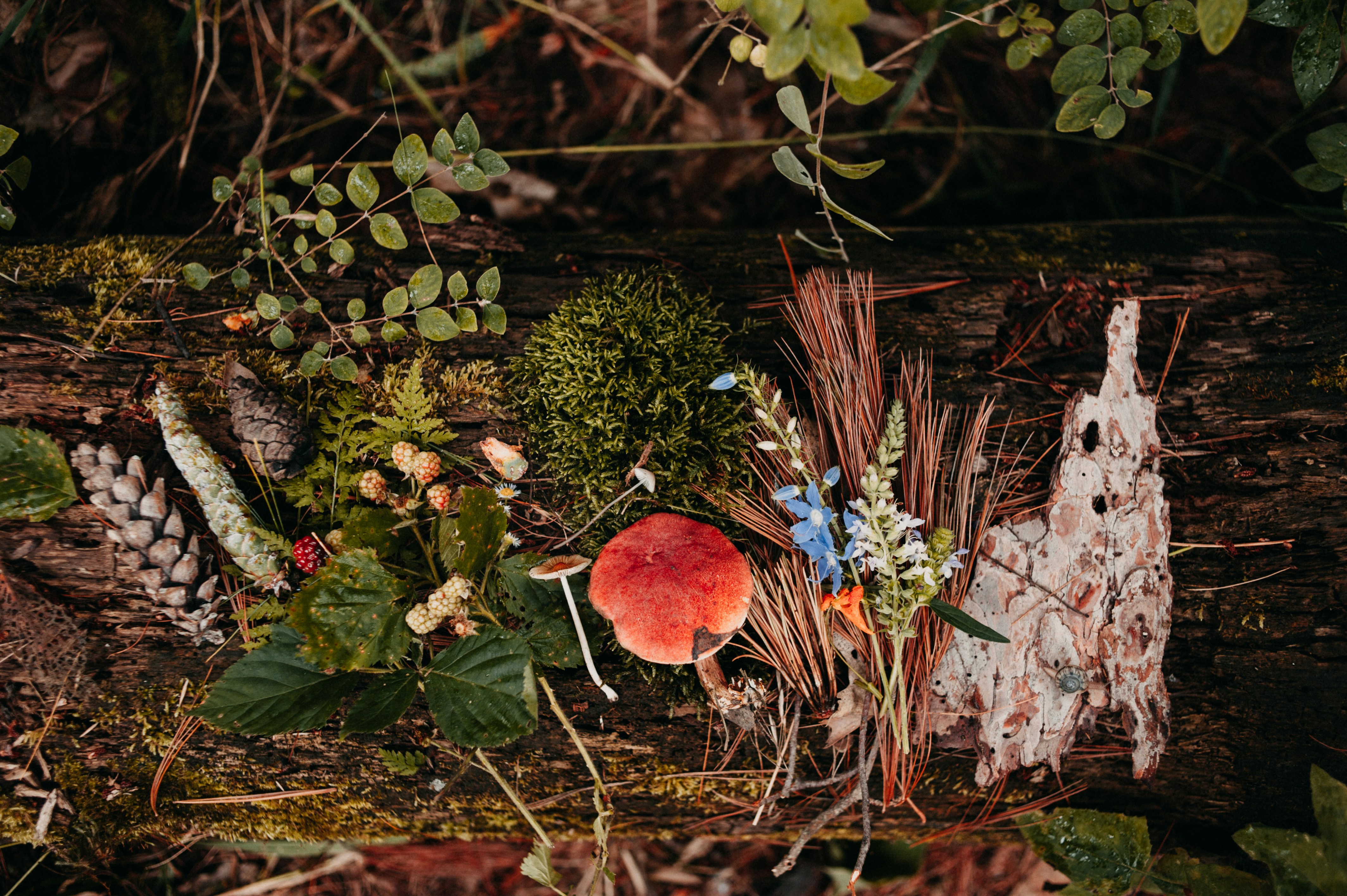 Crimson Cap and Quiet Moss: A Forest Floor Still Life