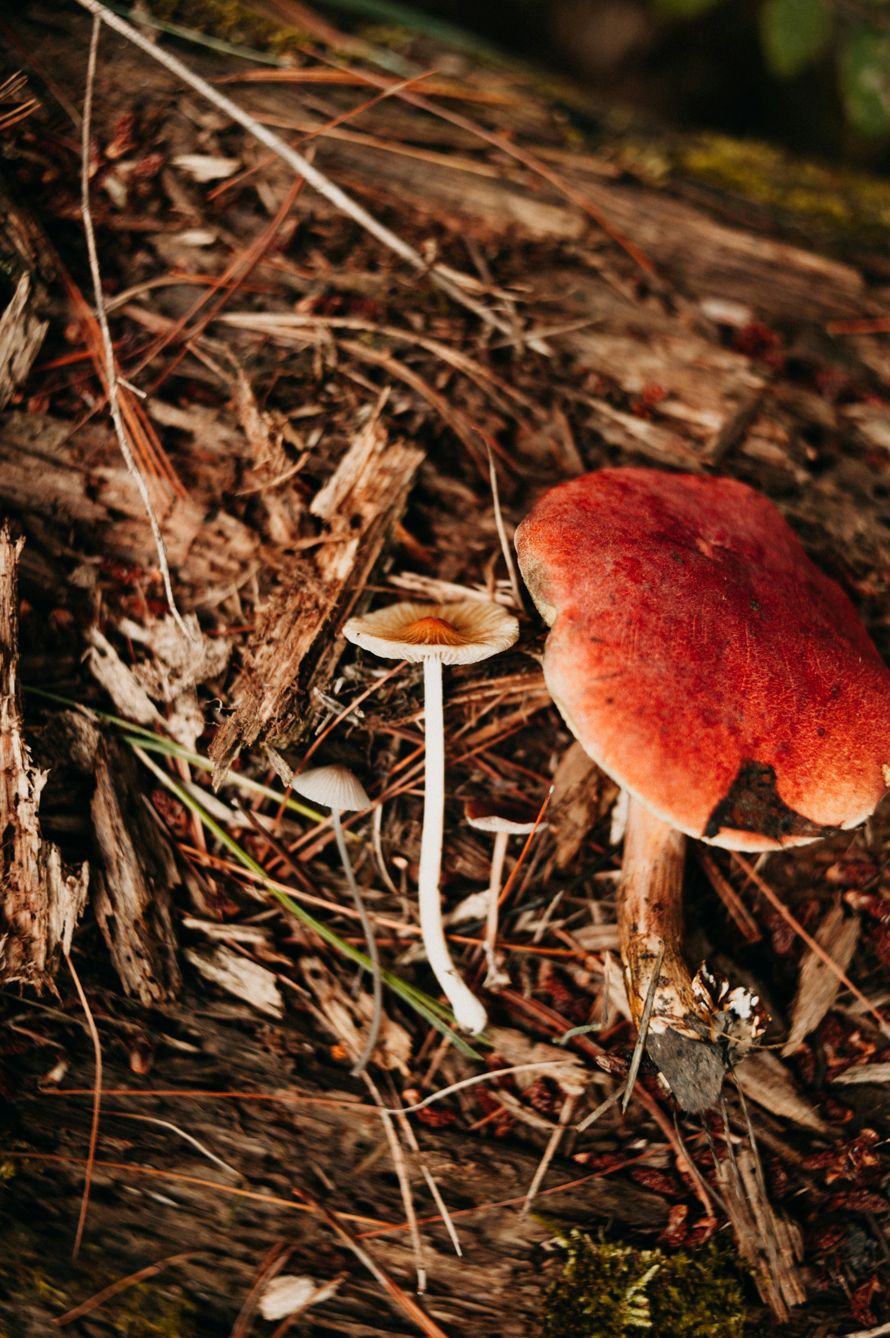 A small red mushroom sitting on the ground photo – Free Mushroom Image ...