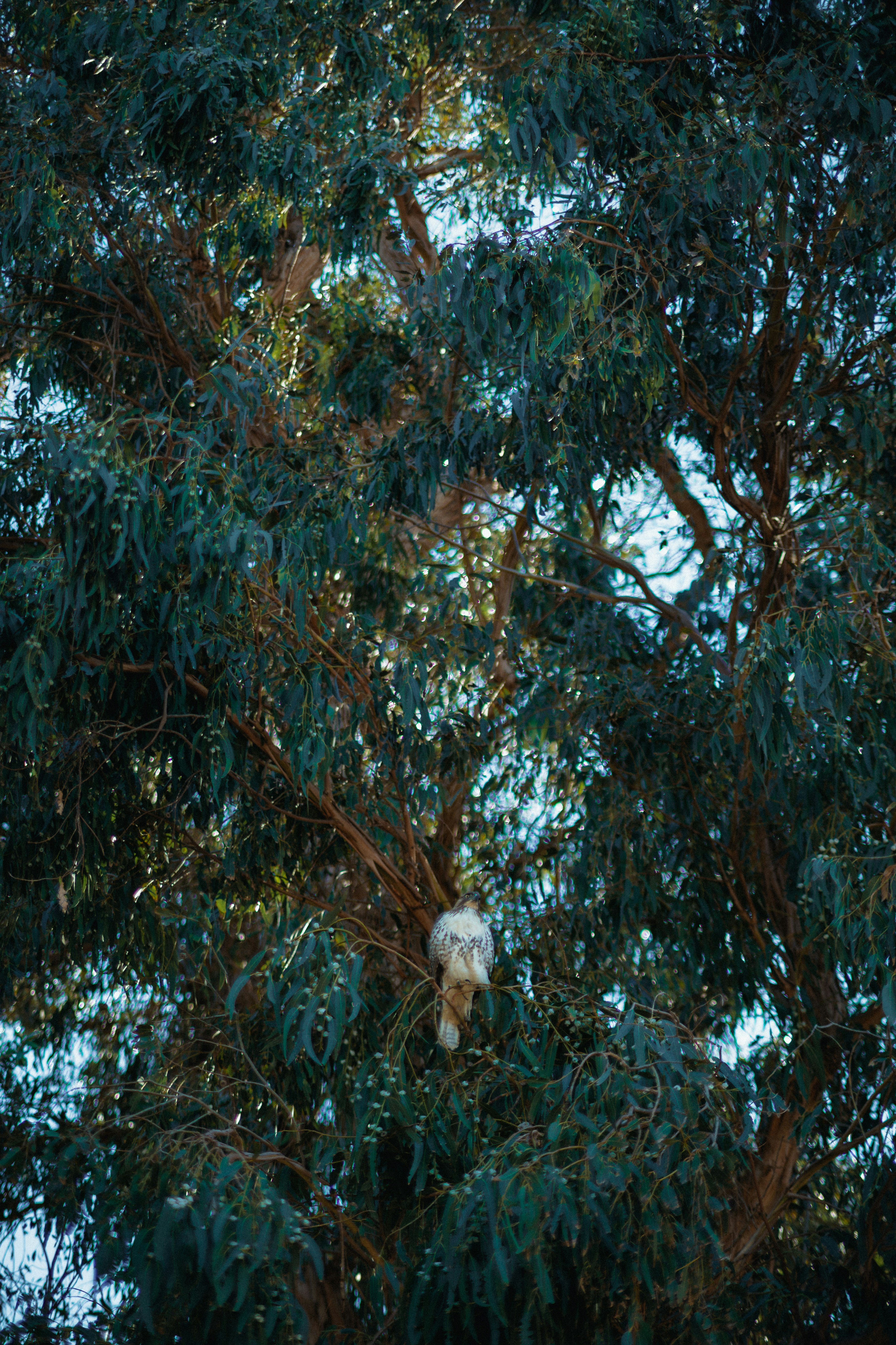 White-feathered sentinel amid sunlit eucalyptus canopy