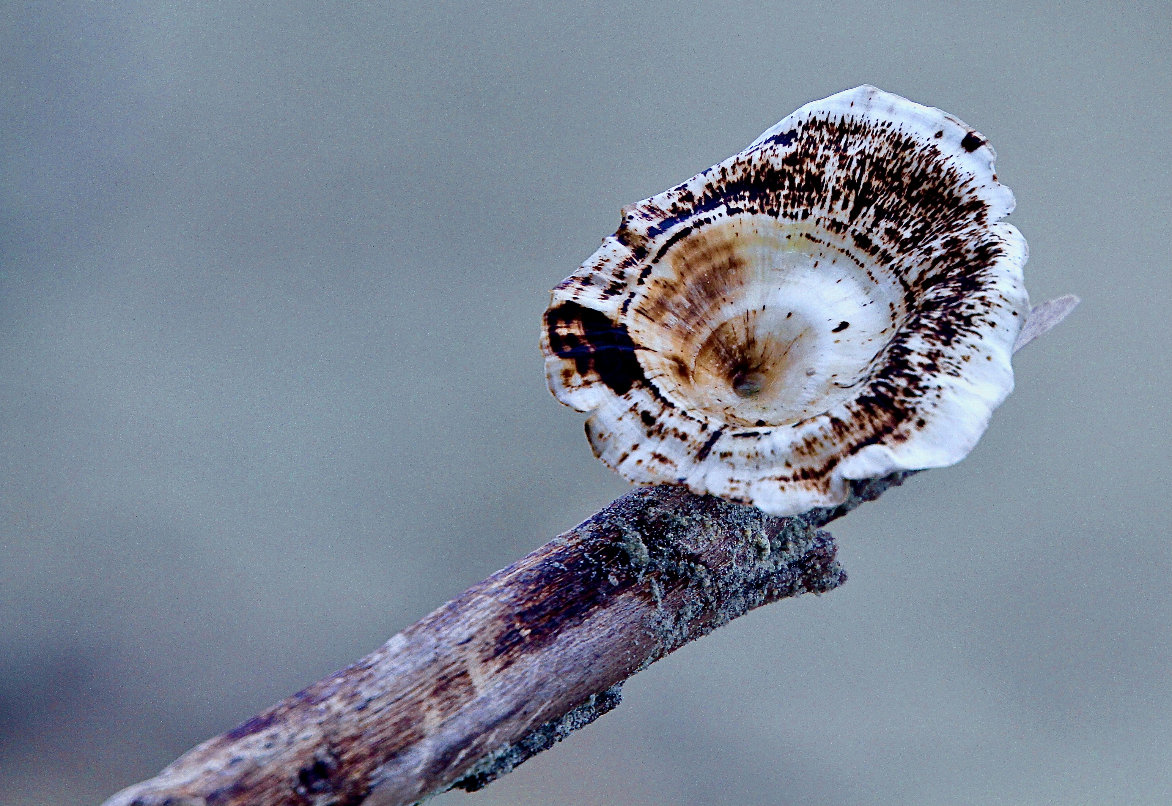 Frilled Shell on a Weathered Twig