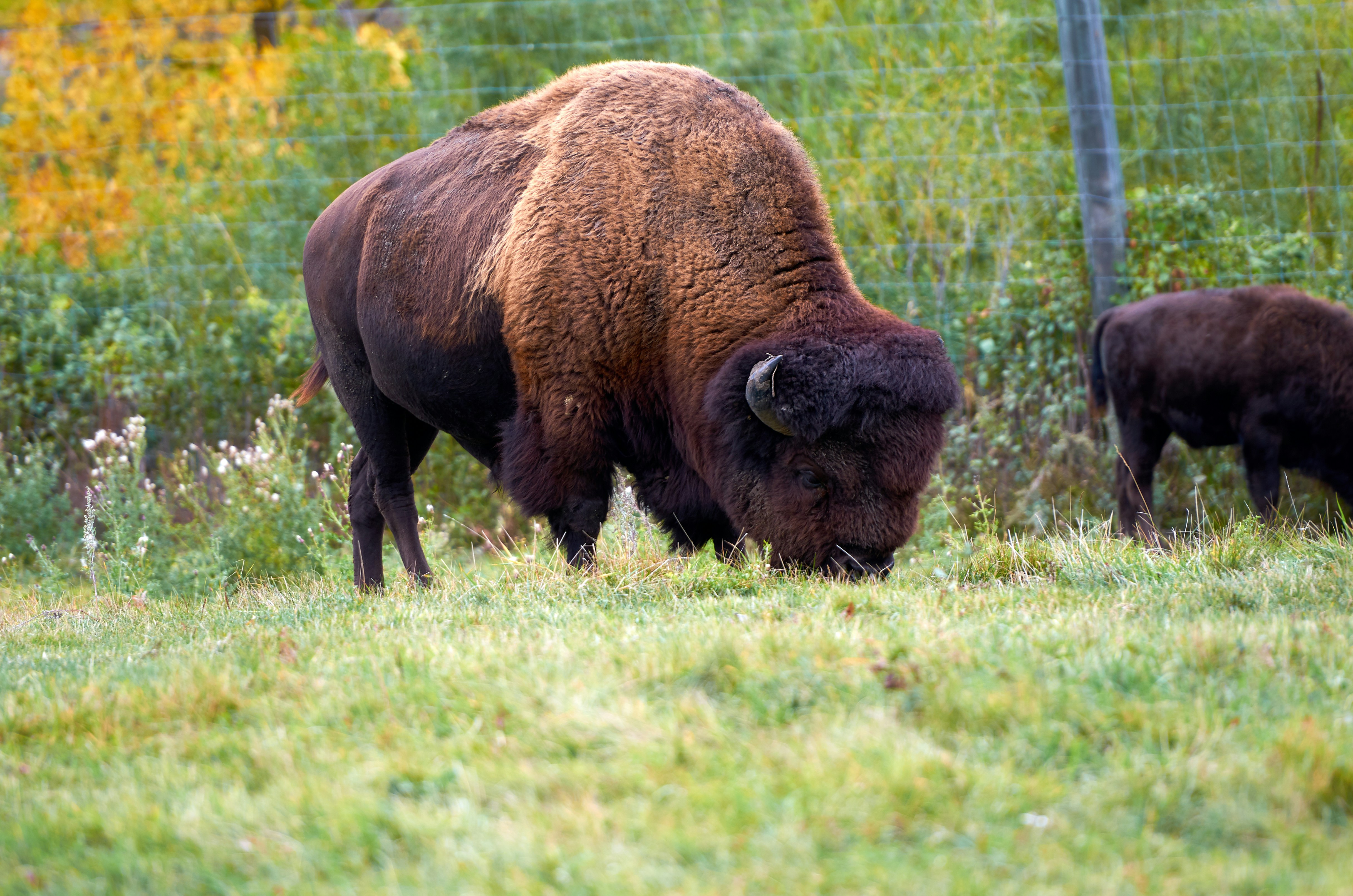 Two bison grazing in a field behind a fence photo – Free Animal Image on Unsplash
