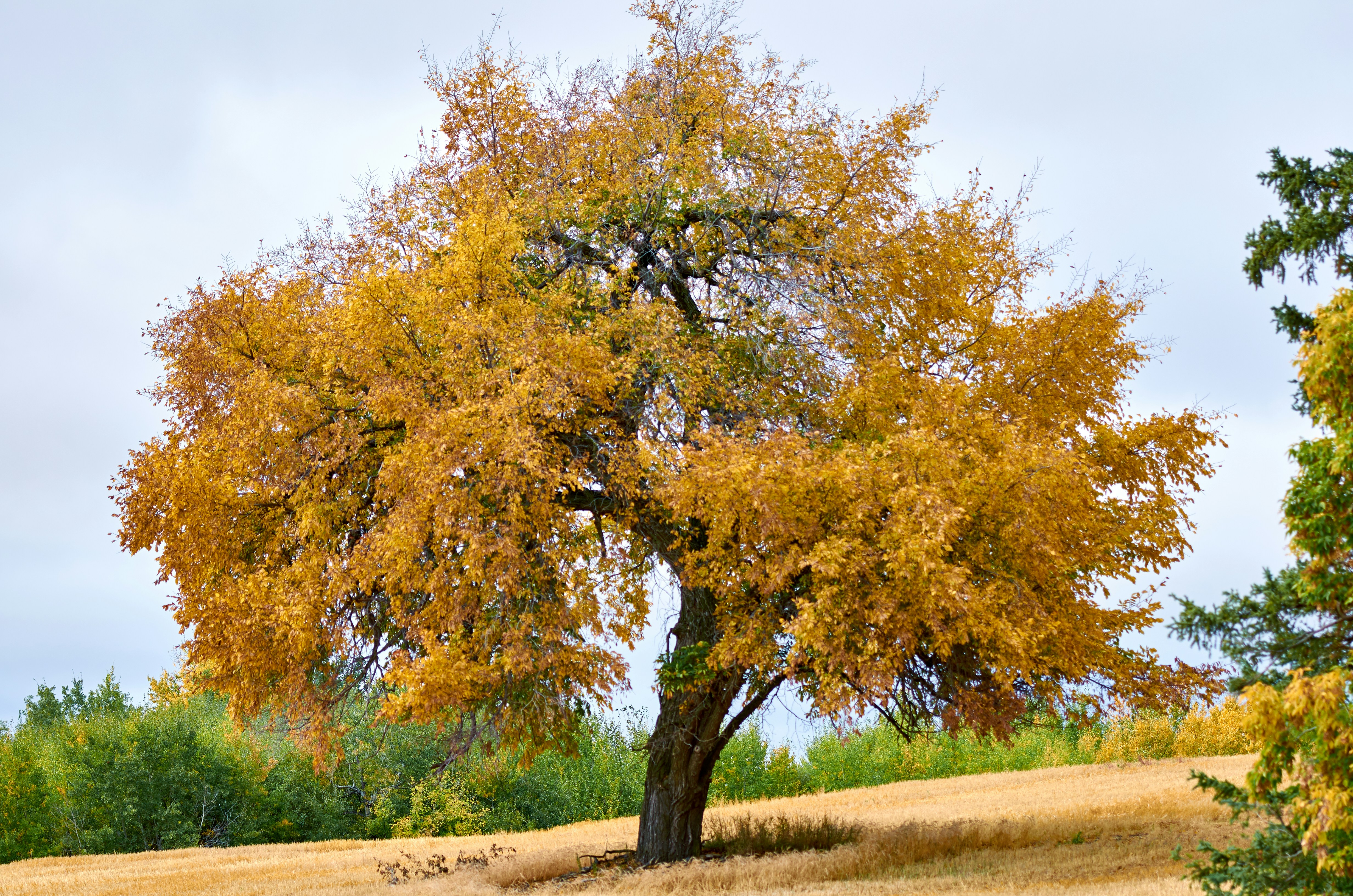 A tree with yellow leaves in a field photo – Free Autumn Image on Unsplash
