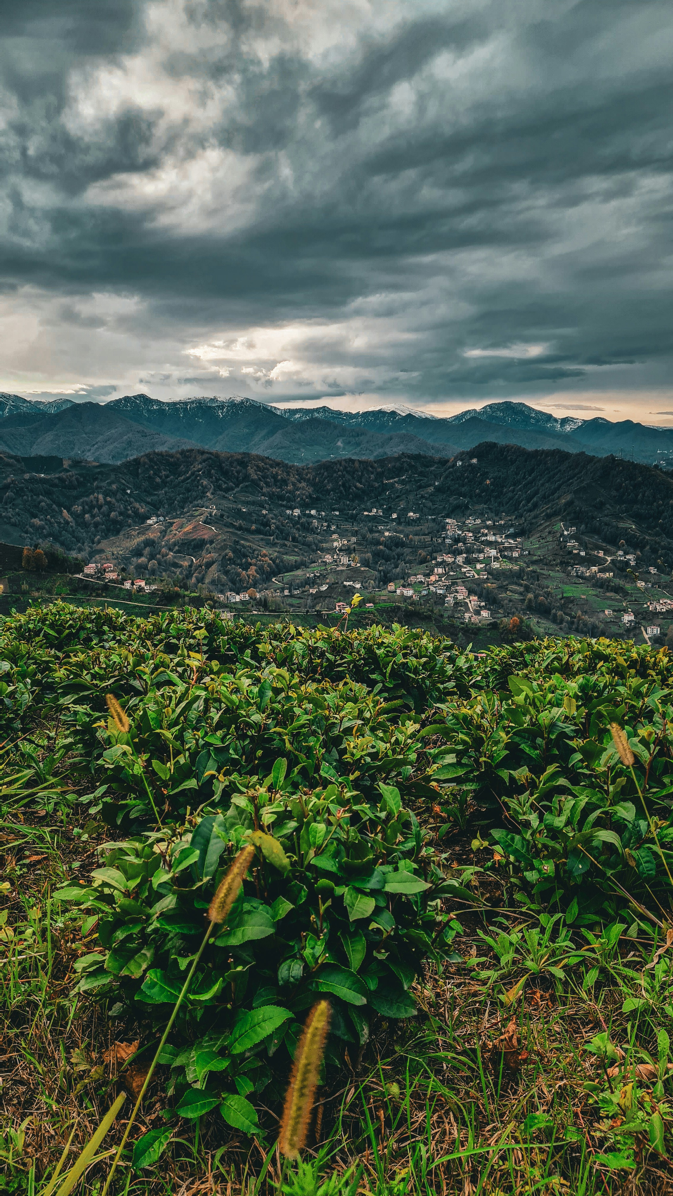 a field of green plants with mountains in the background