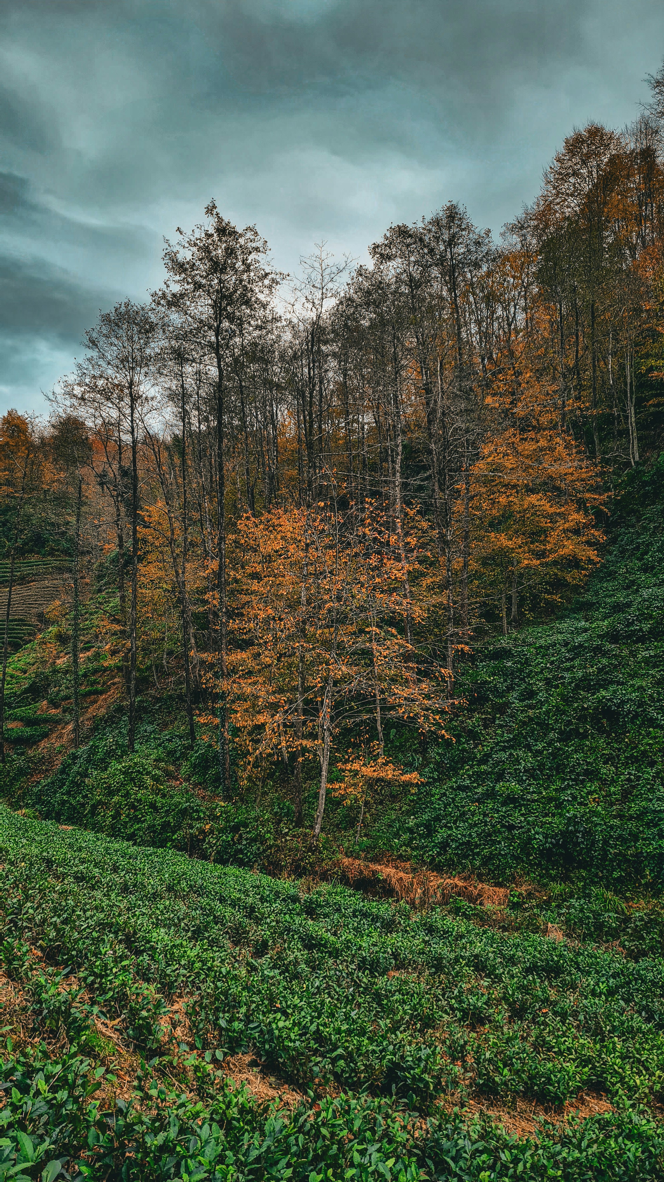 A lush green hillside covered in lots of trees photo – Free Türkiye ...