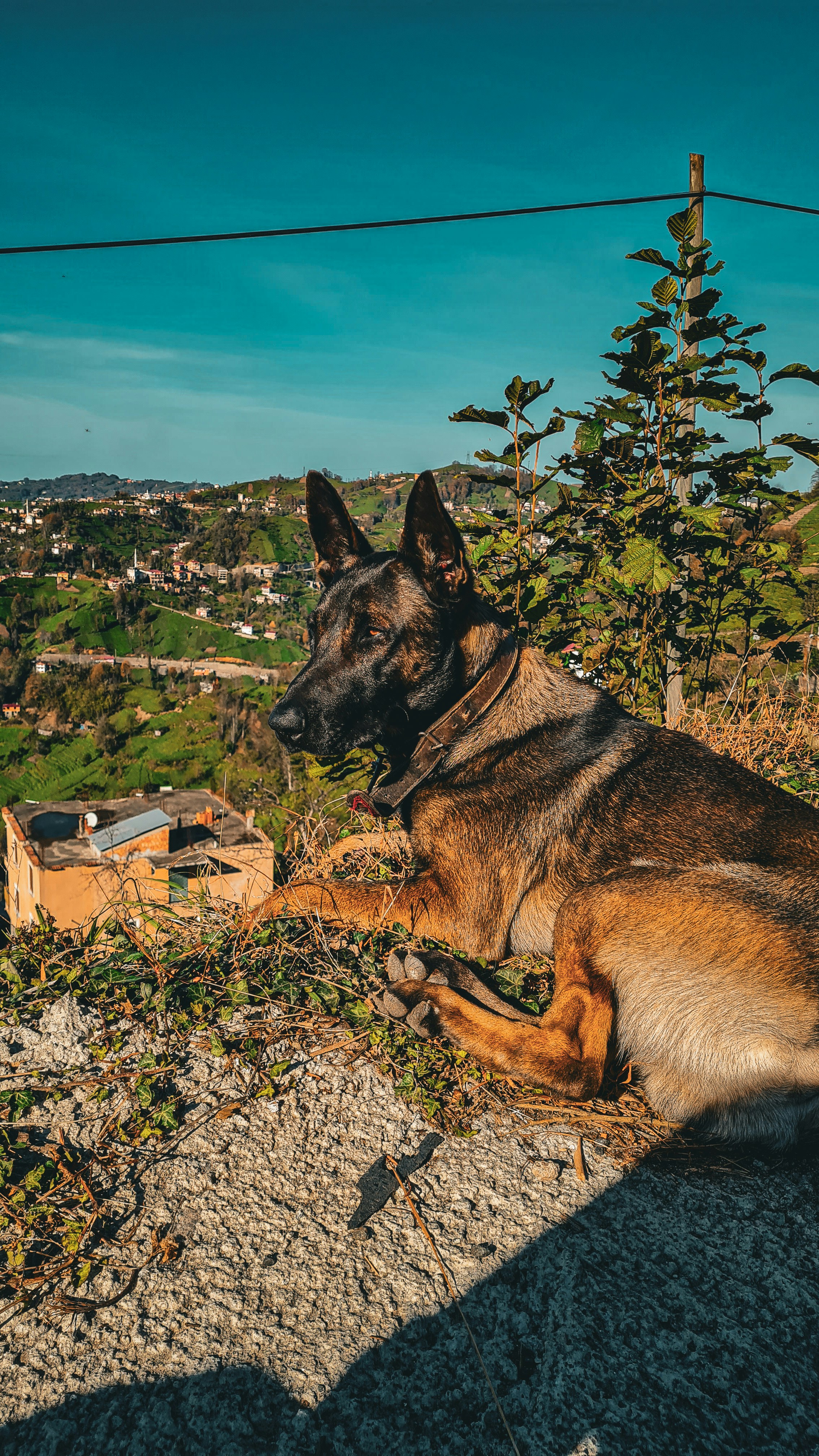 Dog resting on a hilltop with a scenic view of a valley and distant town under a clear blue sky.