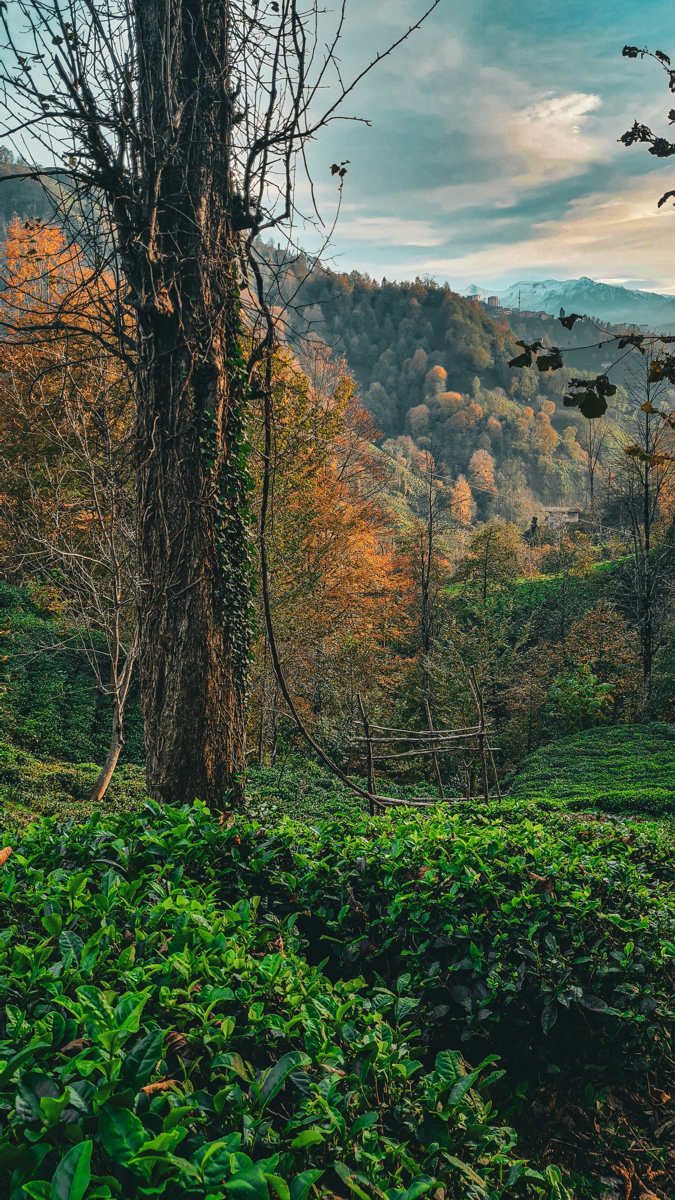 A lush green hillside covered in lots of trees photo – Free Türkiye ...