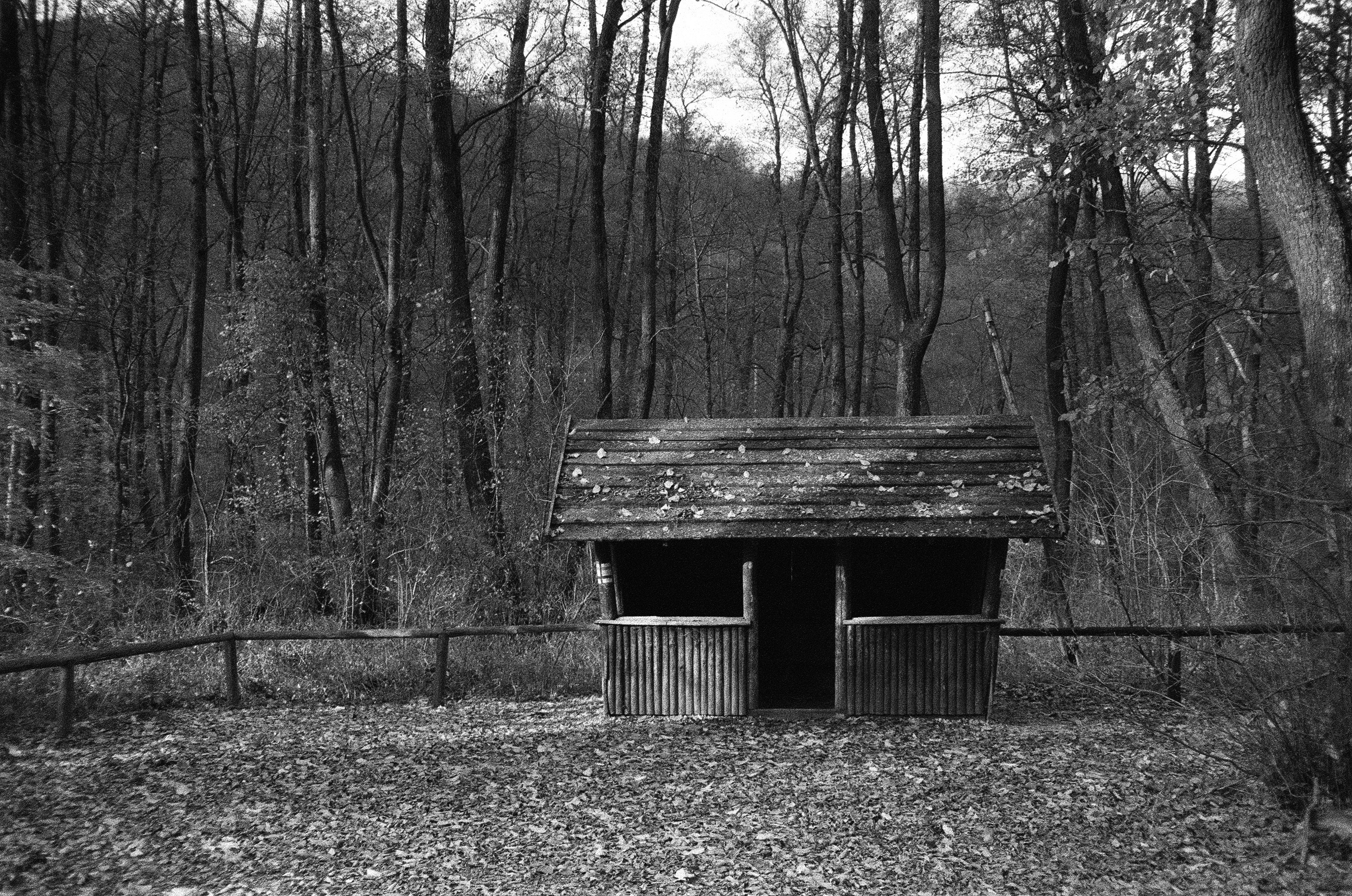 A black and white photo of a shack in the woods photo – Free Film ...