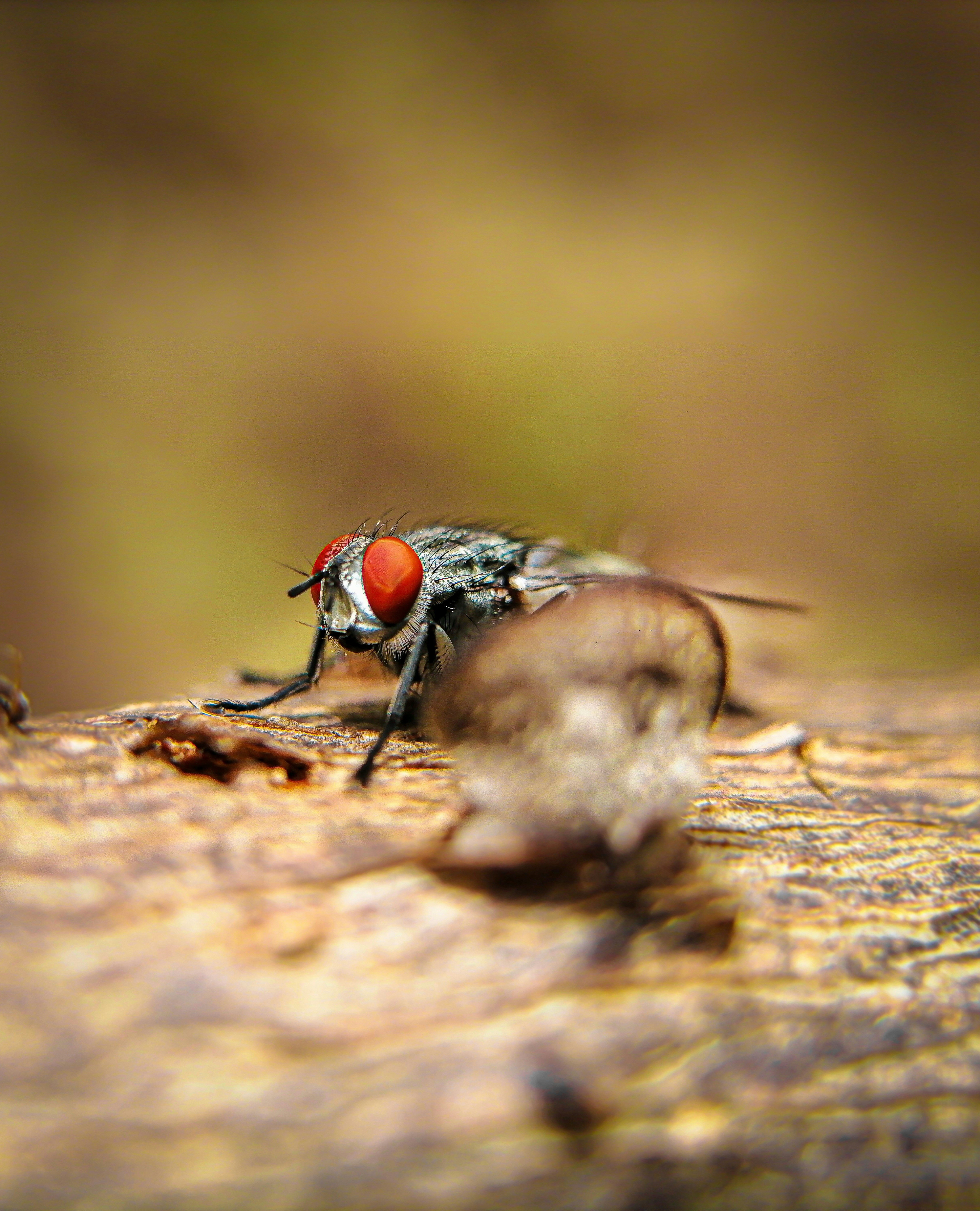 Red-Eyed Sentinel on a Weathered Log: A Macro Portrait