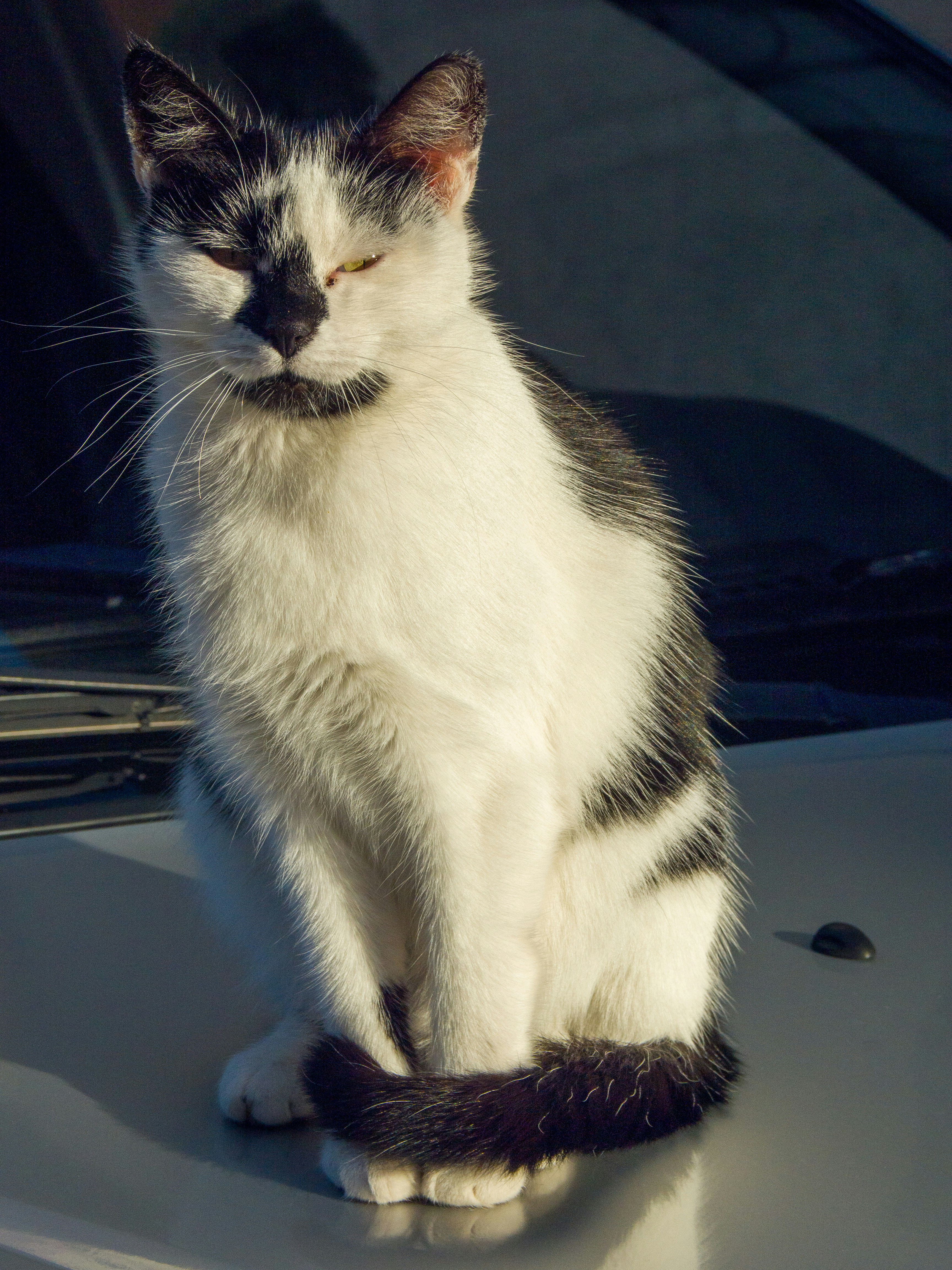 Sunlit Cat Stance: Quiet Confidence on a Car Hood