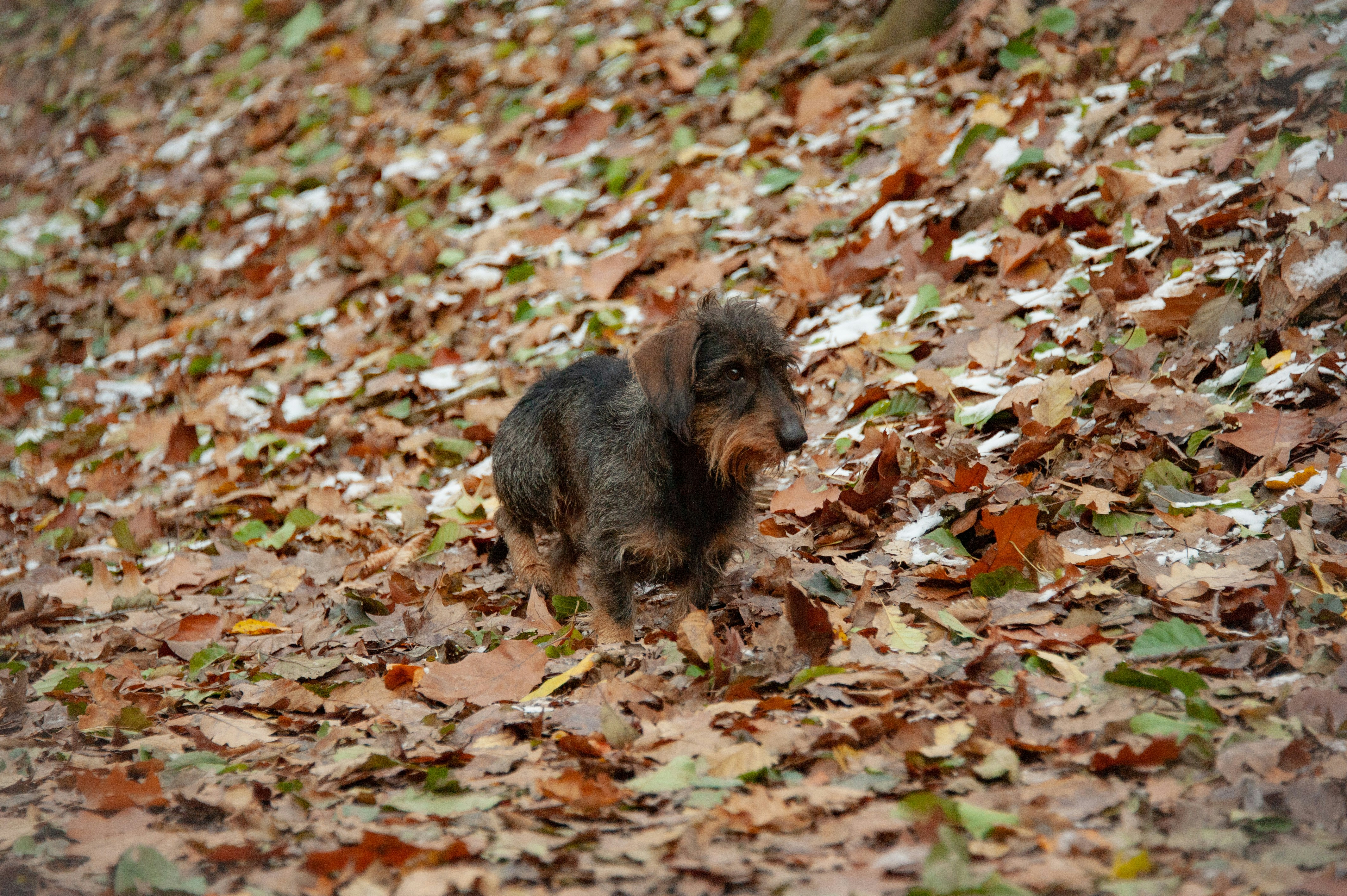 Leaf-Littered Trail: A Curious Terrier's Autumn Stroll
