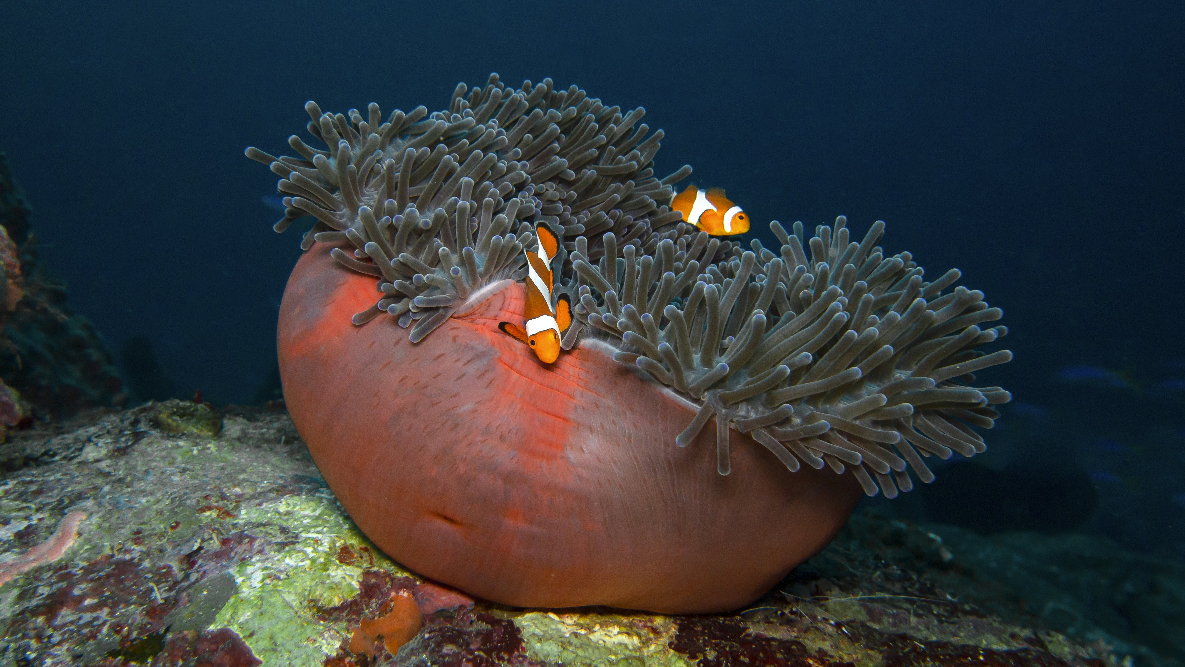 Two clown fish in an orange sea anemone photo – Free Underwater Image ...