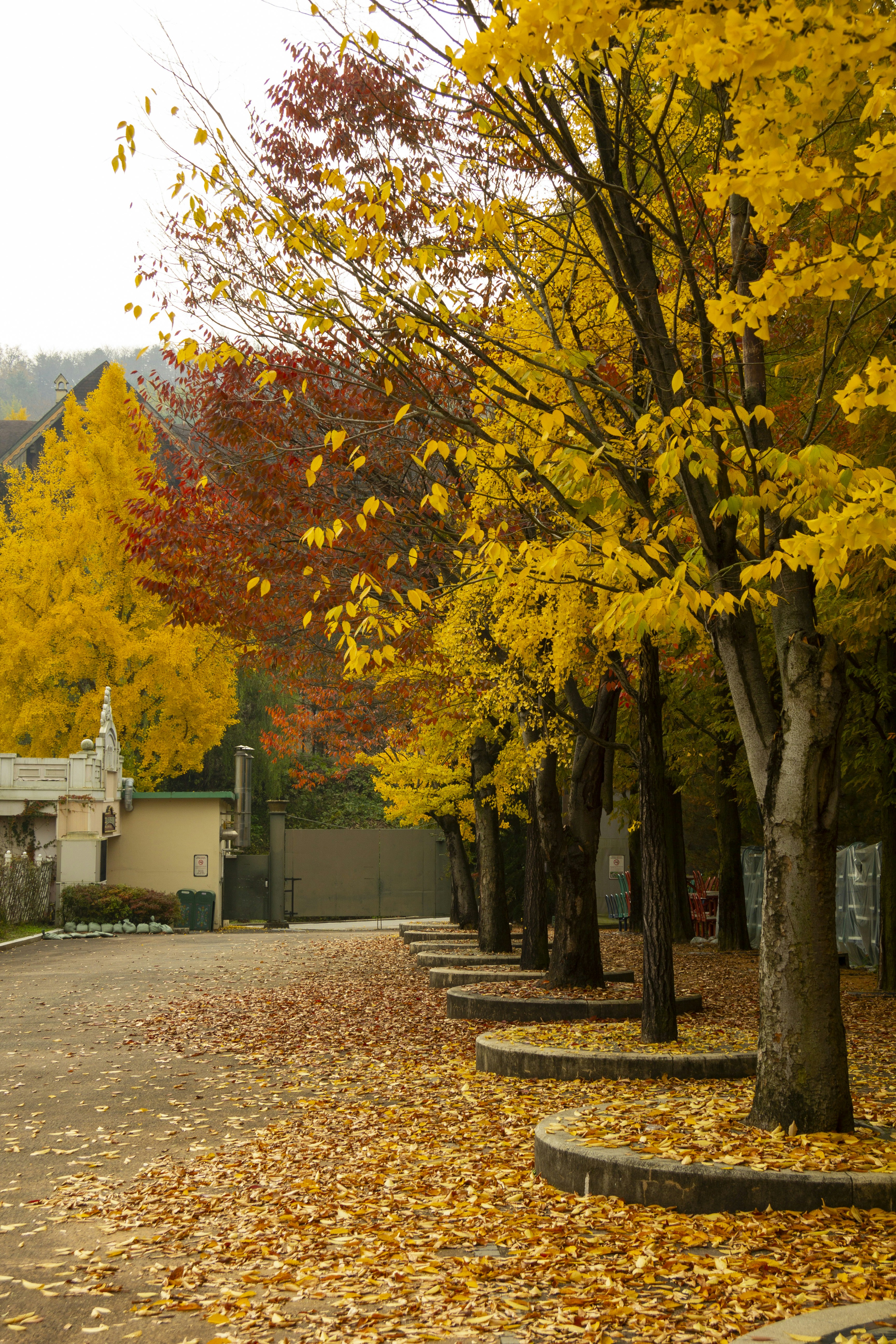 Amber Canopies Over a Leaf-Paved Avenue