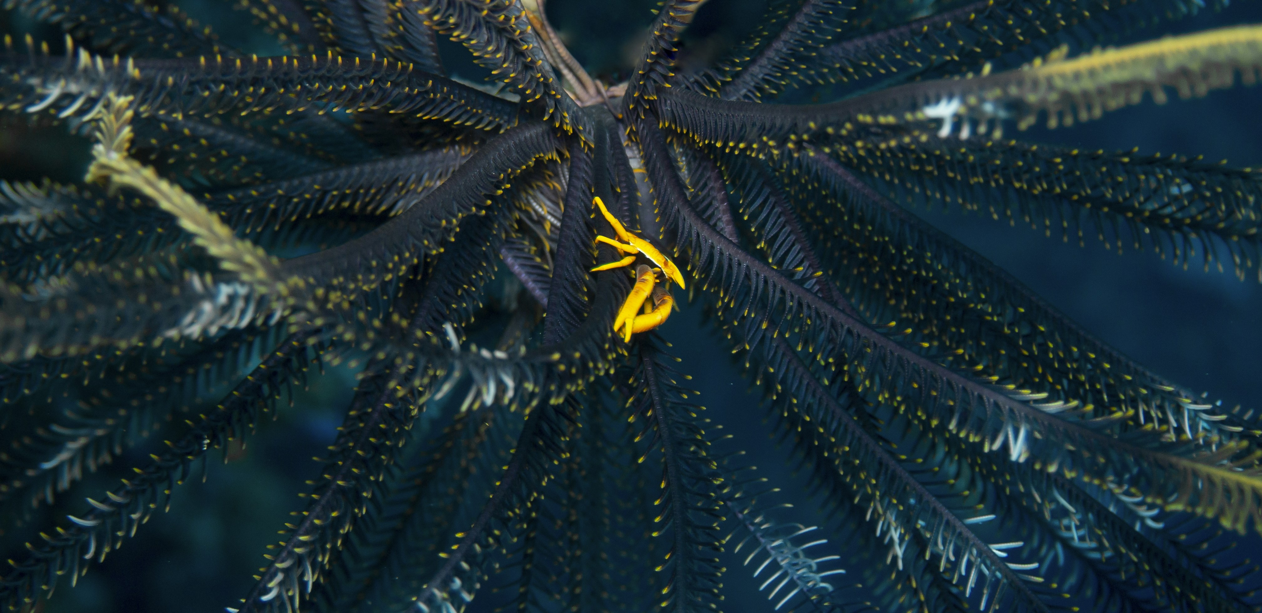 Close-up of indigo coral spires with a vivid gold fragment resting among the branches.