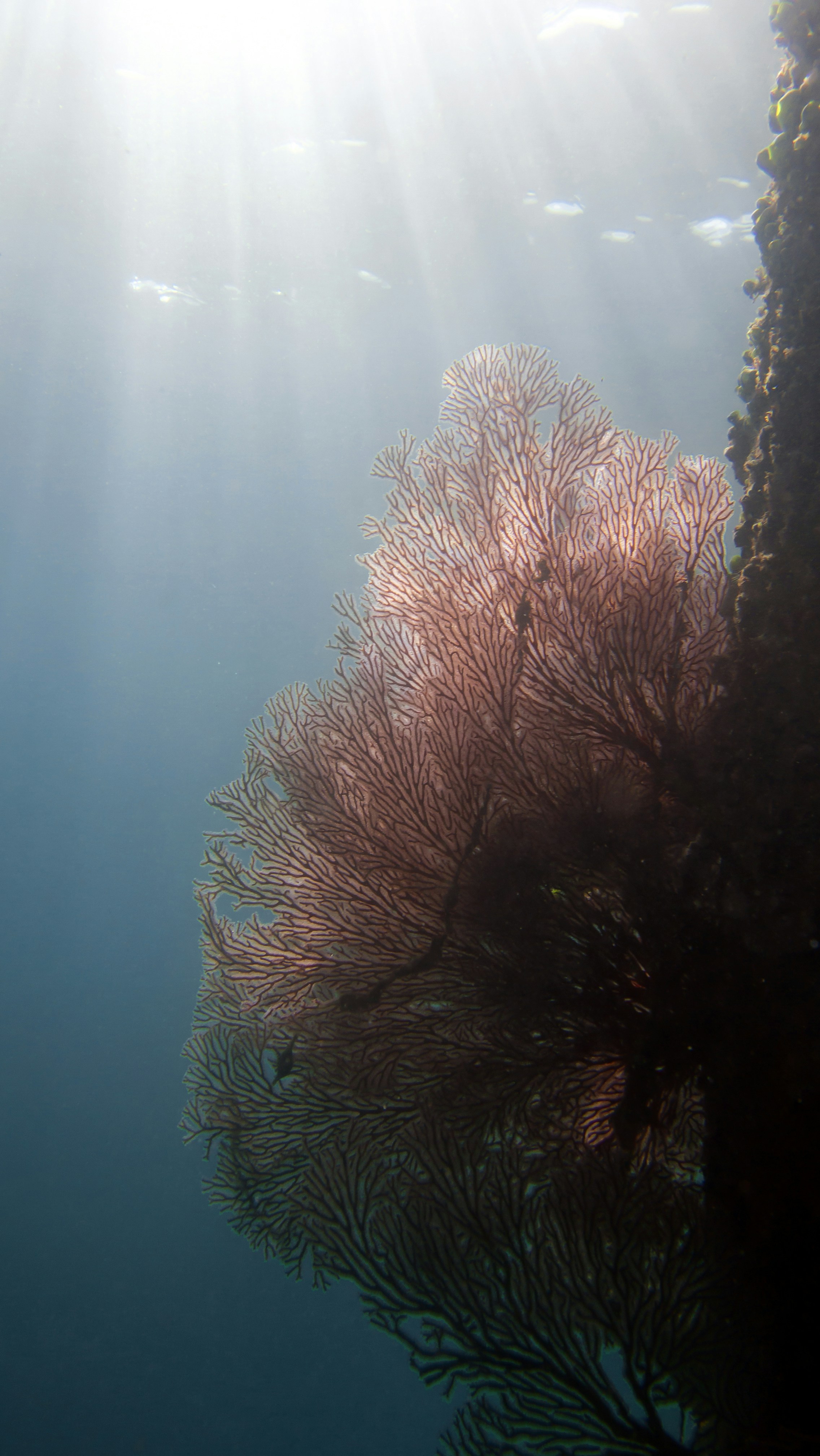 Underwater photograph of a pink sea fan coral illuminated by sunbeams filtering through clear water.