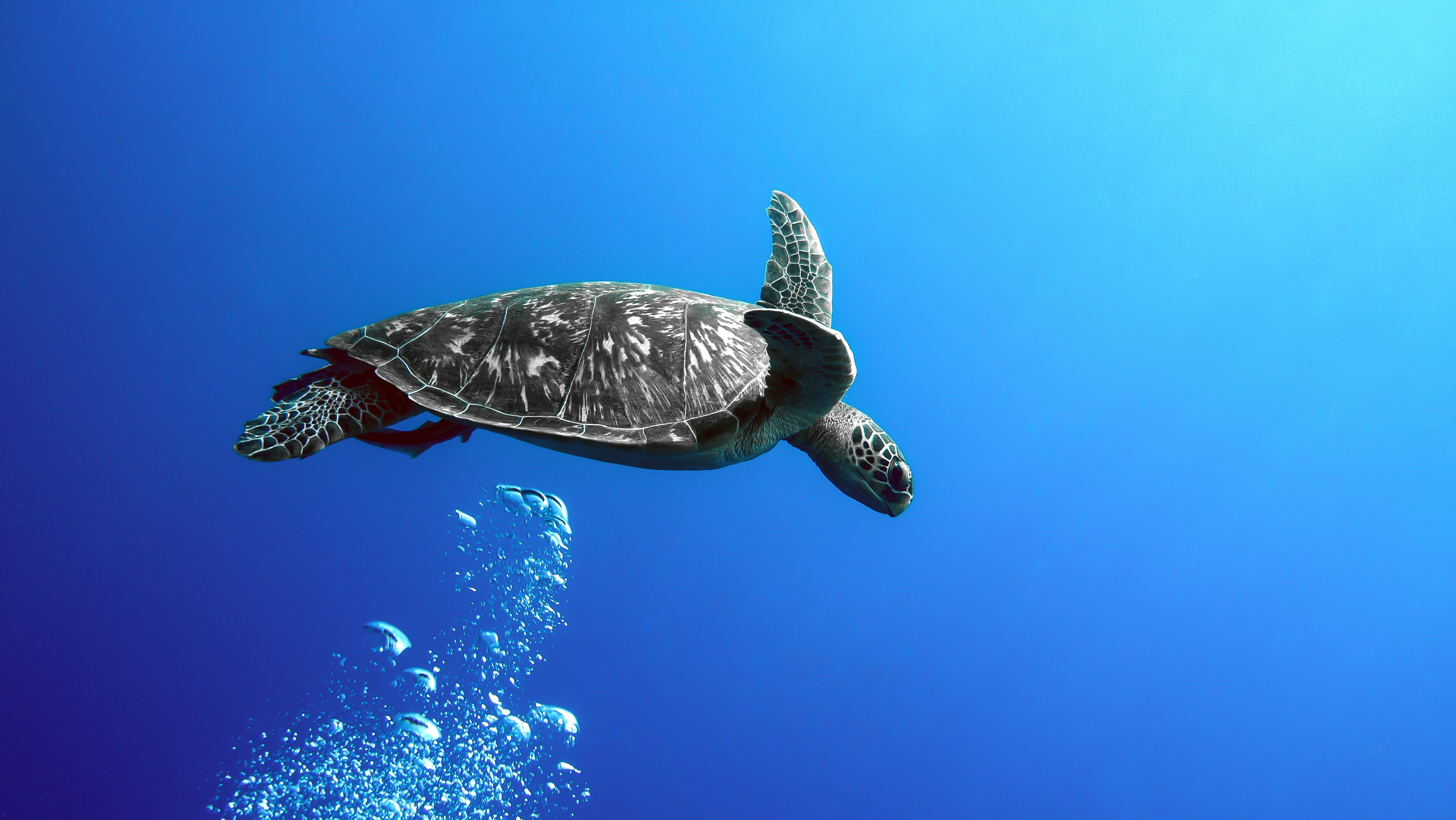 Azure Drift: a sea turtle glides through sunlit currents
