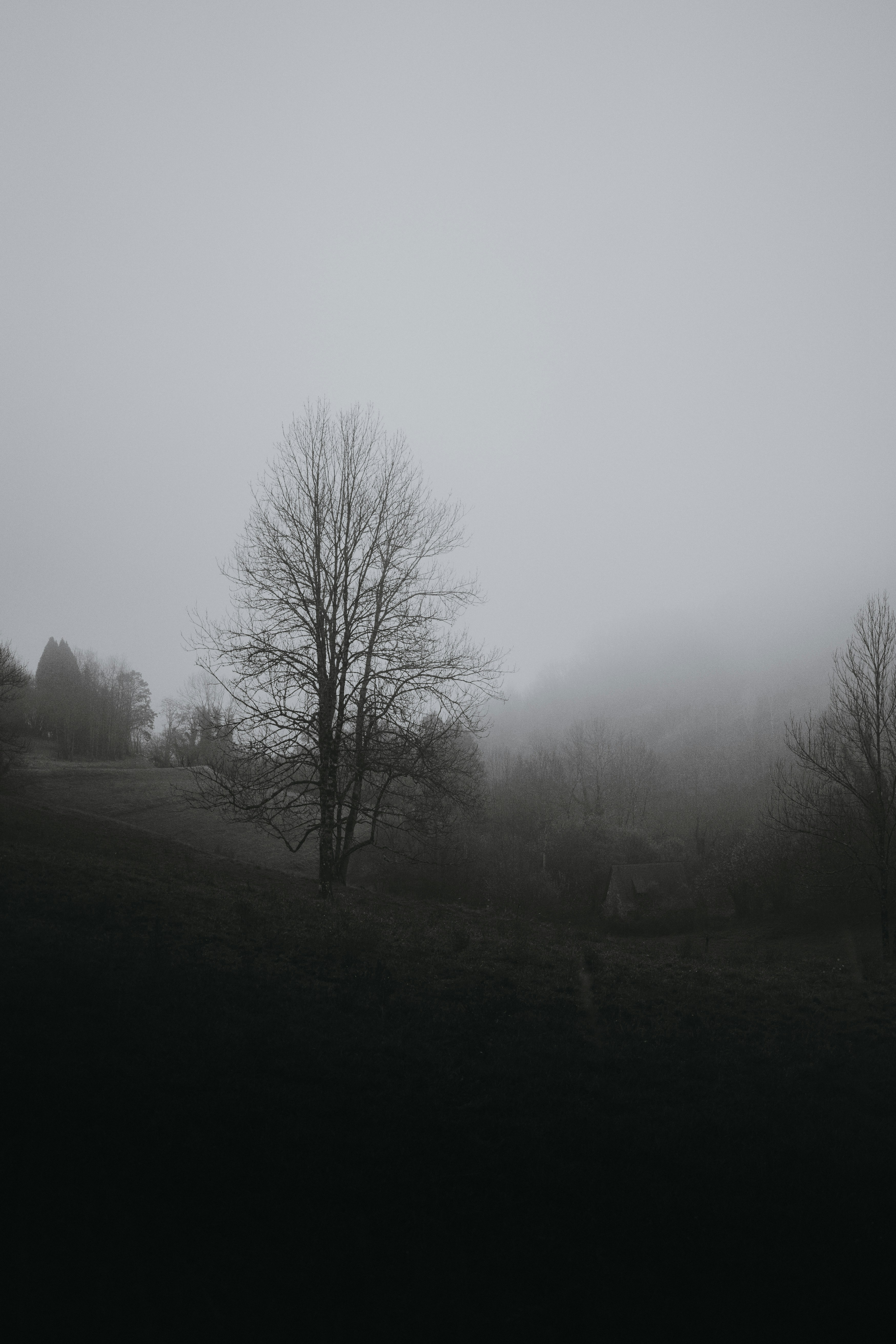 Lone Sentinel on a Fog-Blanketed Slope