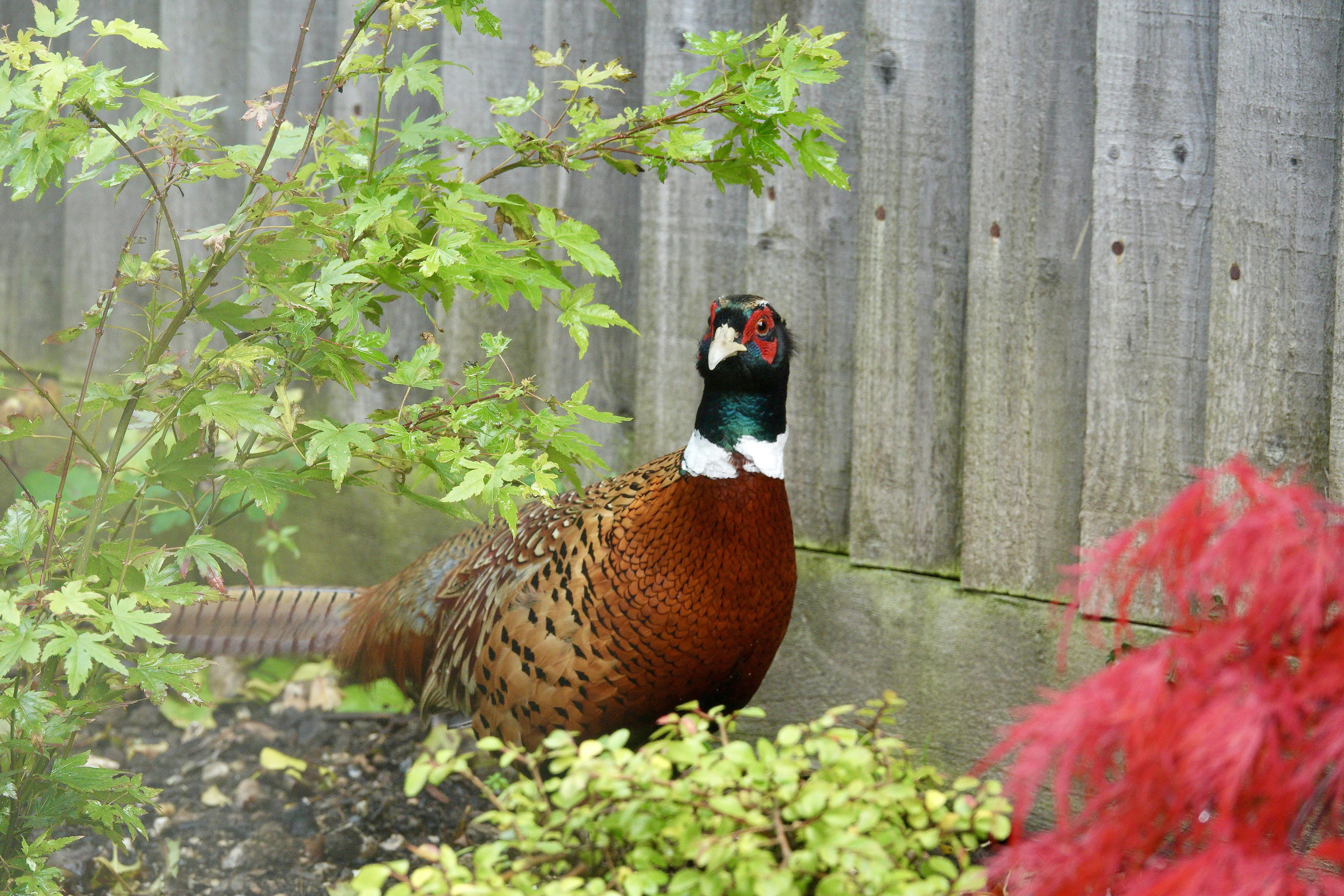 Red-faced pheasant at the garden border beside a weathered fence