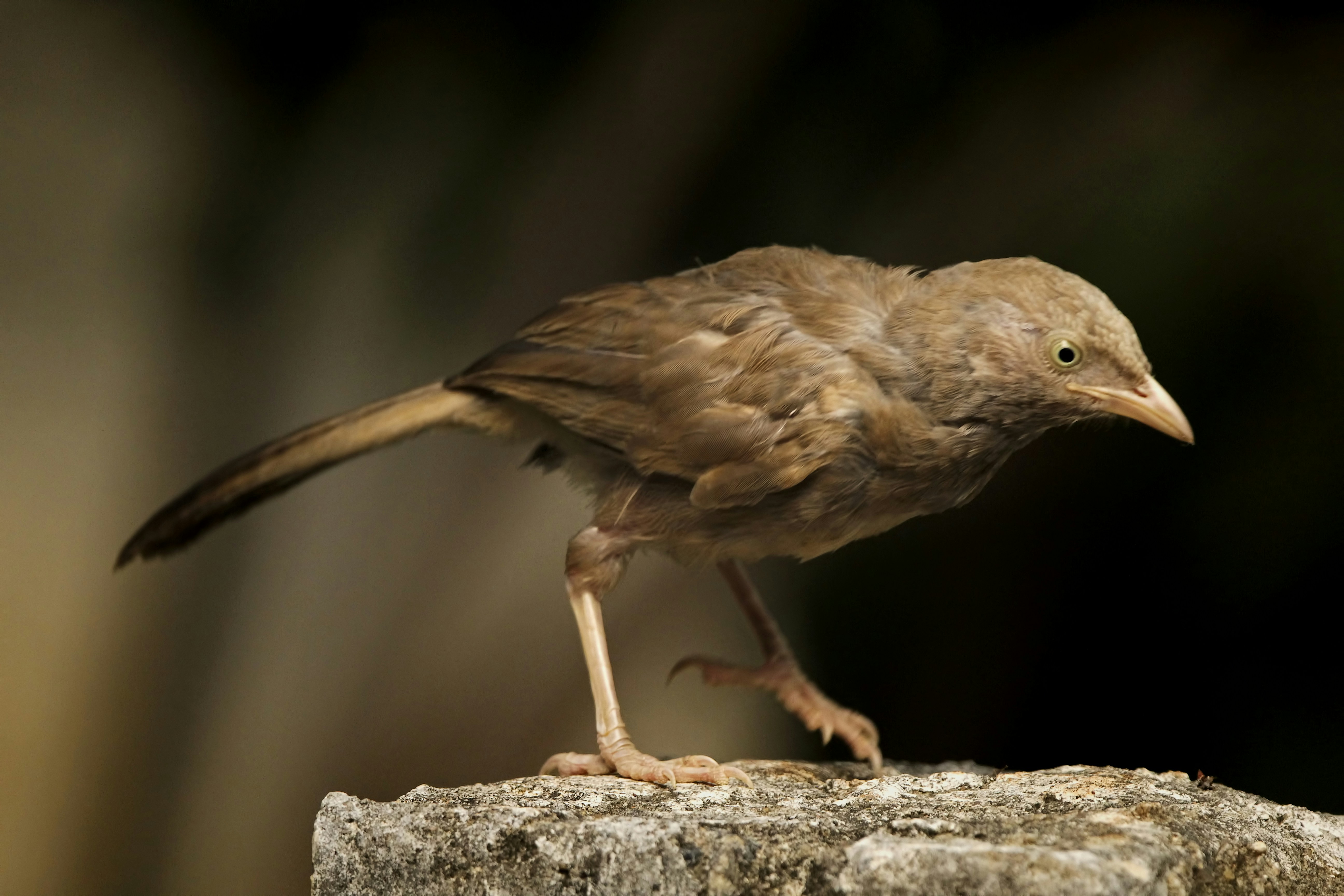 The yellow-billed babbler is a member of the family Leiothrichidae endemic to southern India and Sri Lanka.