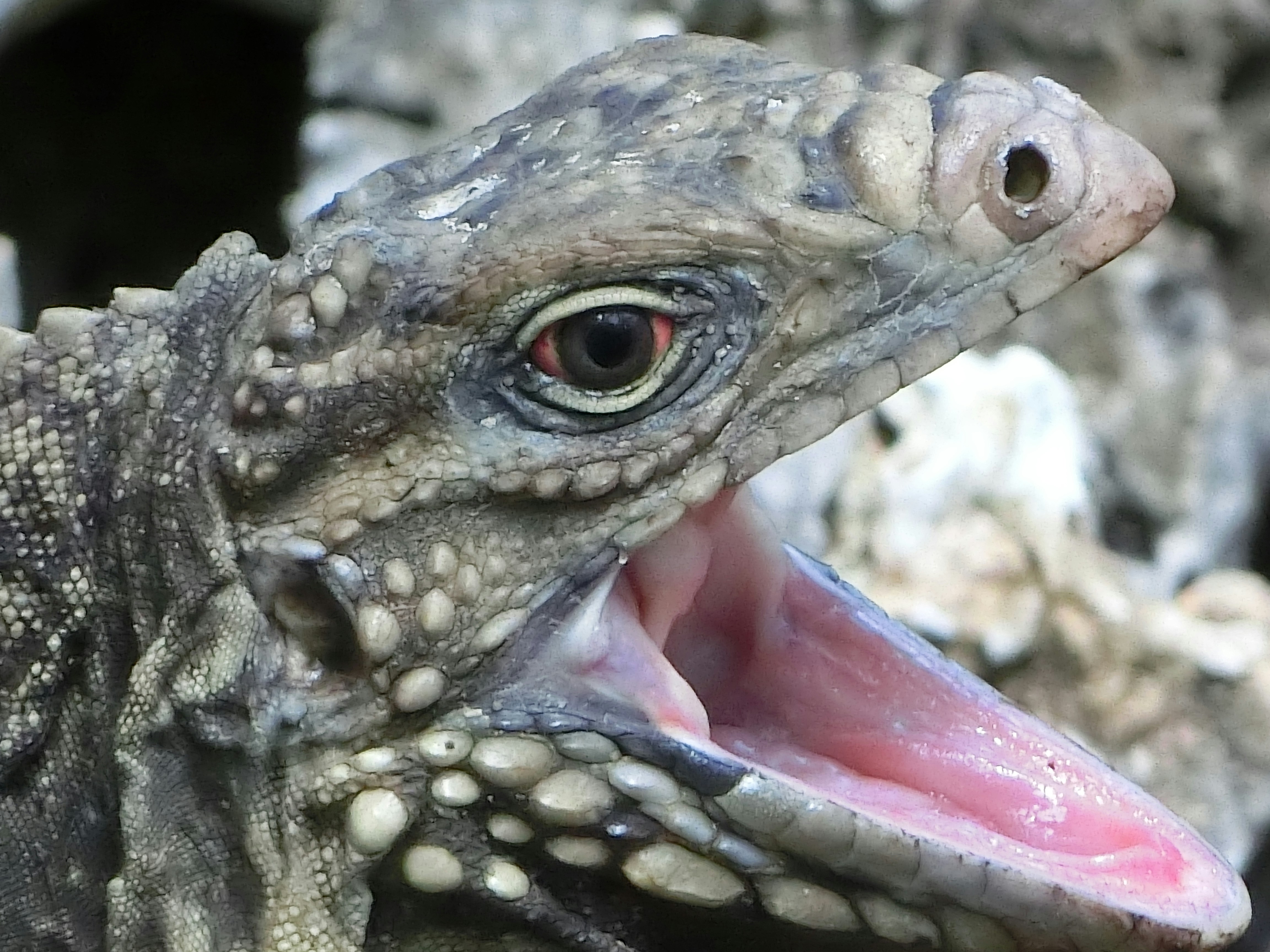 Close-up photograph of a textured lizard head with an open mouth, exposing pink oral tissue and pronounced scales. The composition emphasizes macro detail and the eye as the focal point.