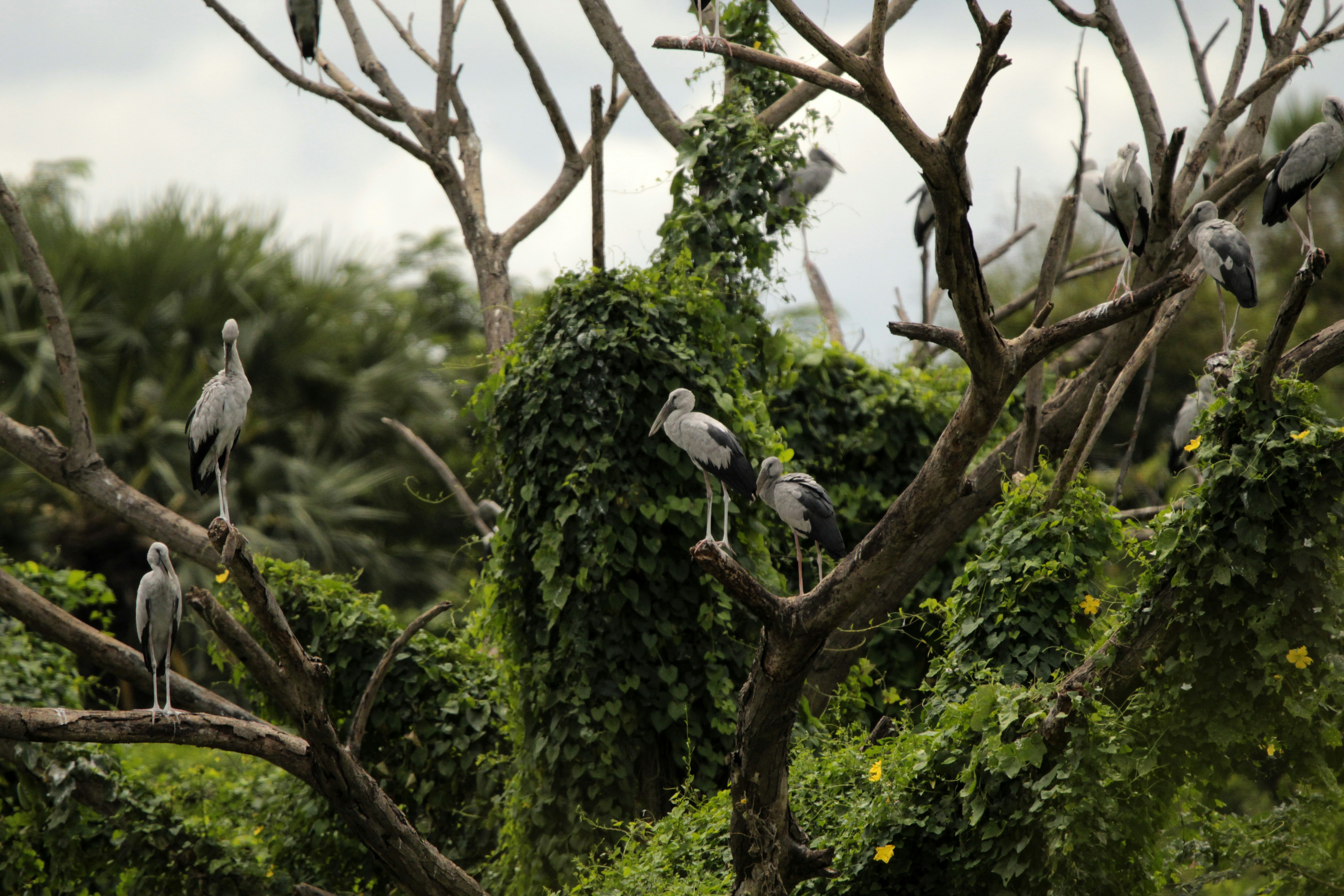 Ivy's Quiet Perch: Grey Herons Among Verdant Tendrils