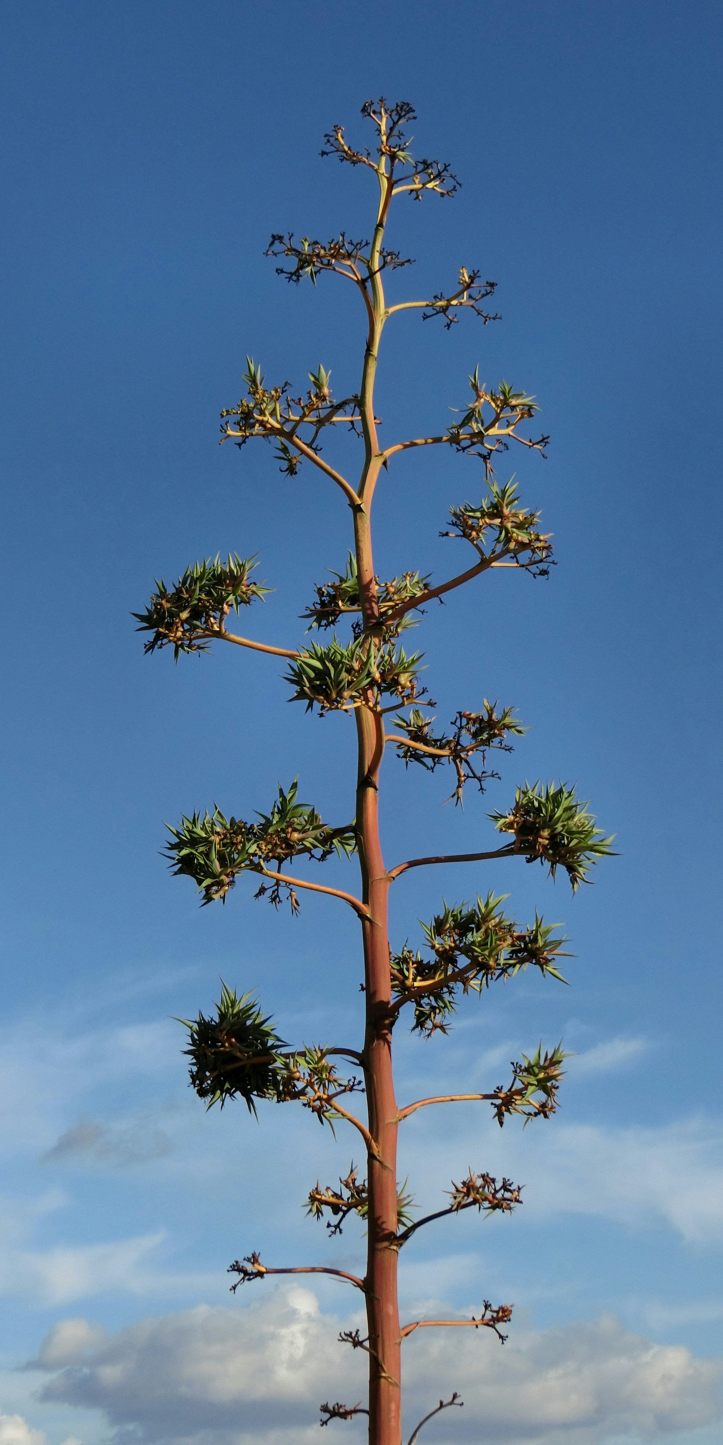 A very tall tree with lots of green leaves photo – Free Mallorca Image ...