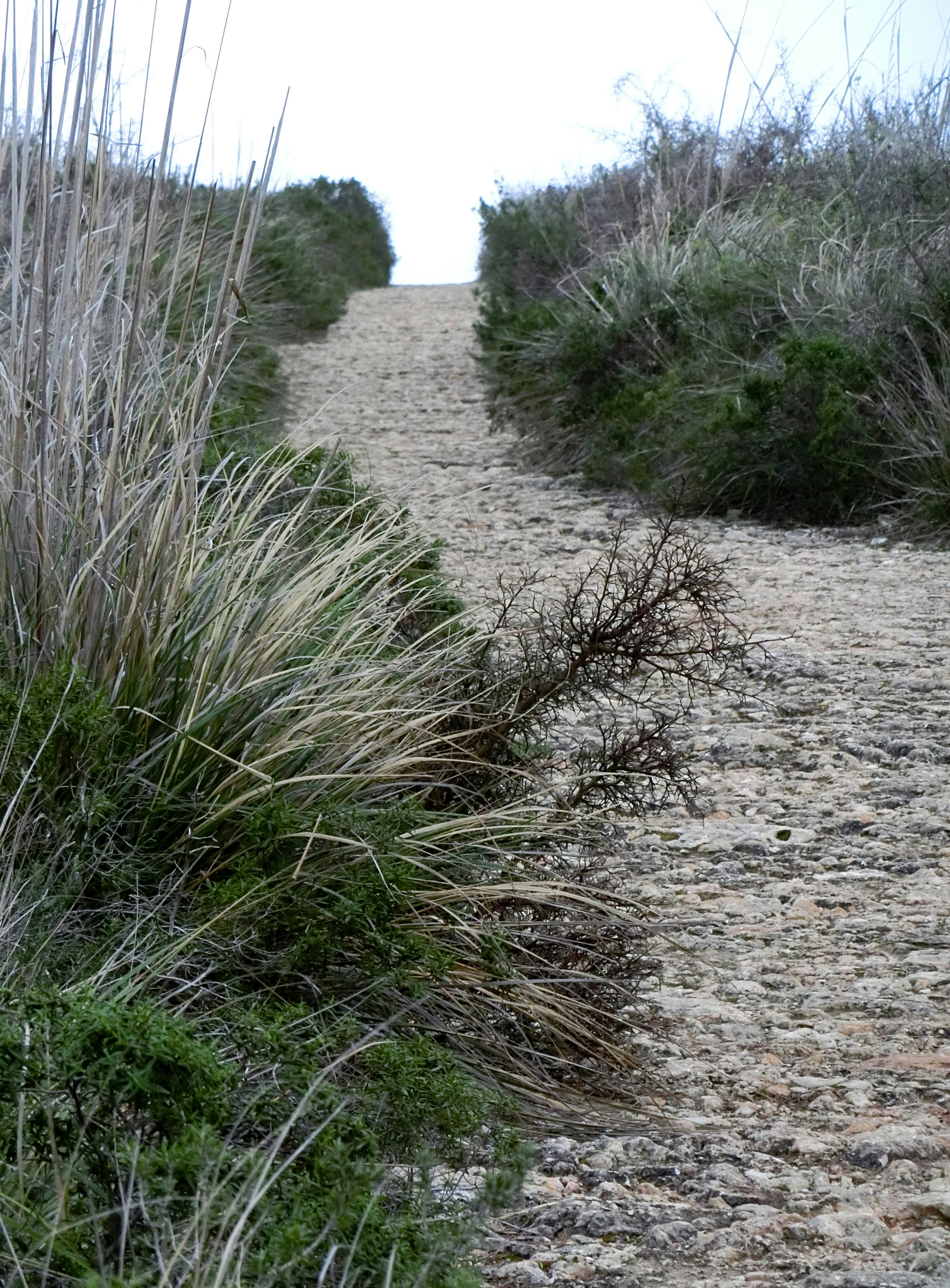 Rocky path flanked by lush greenery leads toward a distant horizon, inviting exploration. The scene captures the serene beauty of a natural landscape.