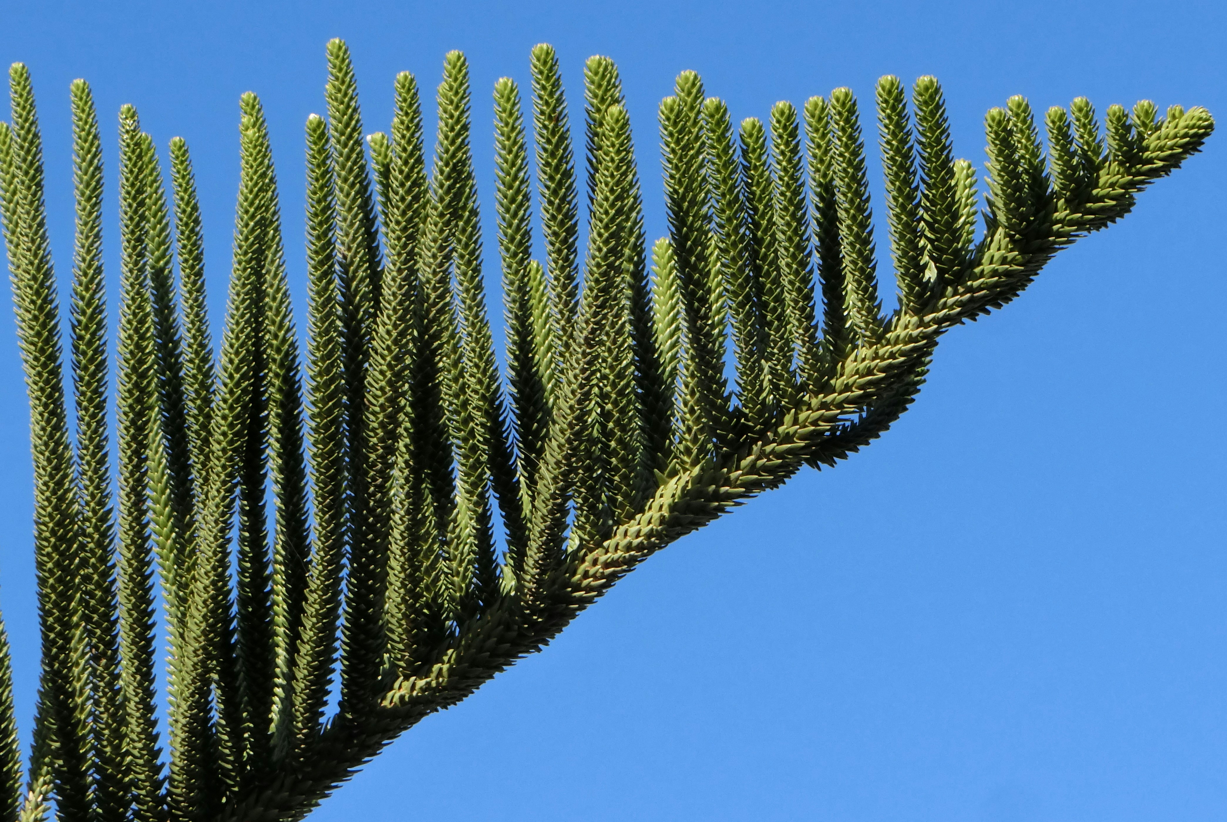 Vertical Spires Against Blue: A Minimalist Desert Portrait