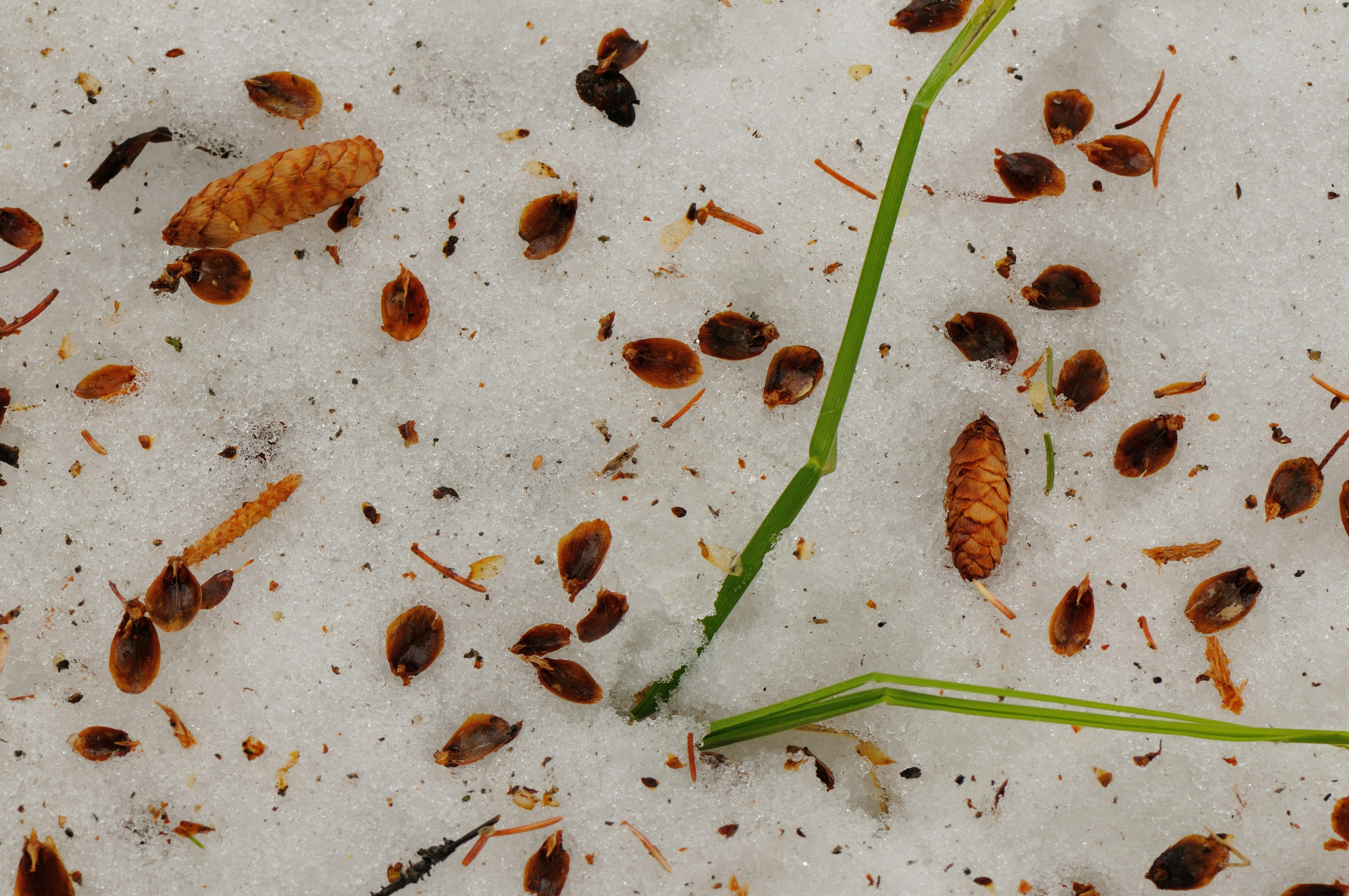 Natural debris in the snow | a group of dead bugs on a white surface